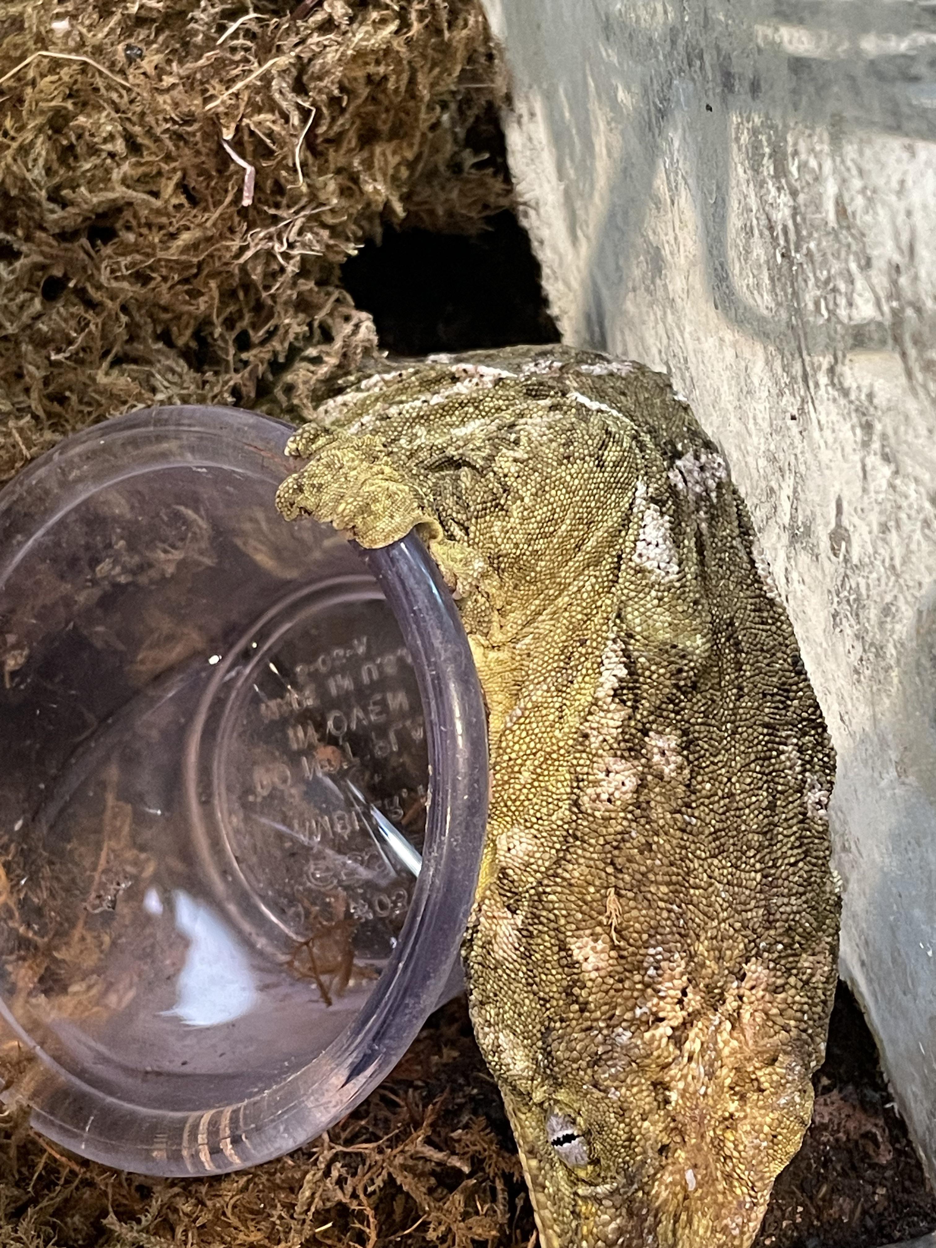 Digging Leachie gecko? | Scrolller