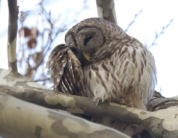 beautiful barred owl | Scrolller