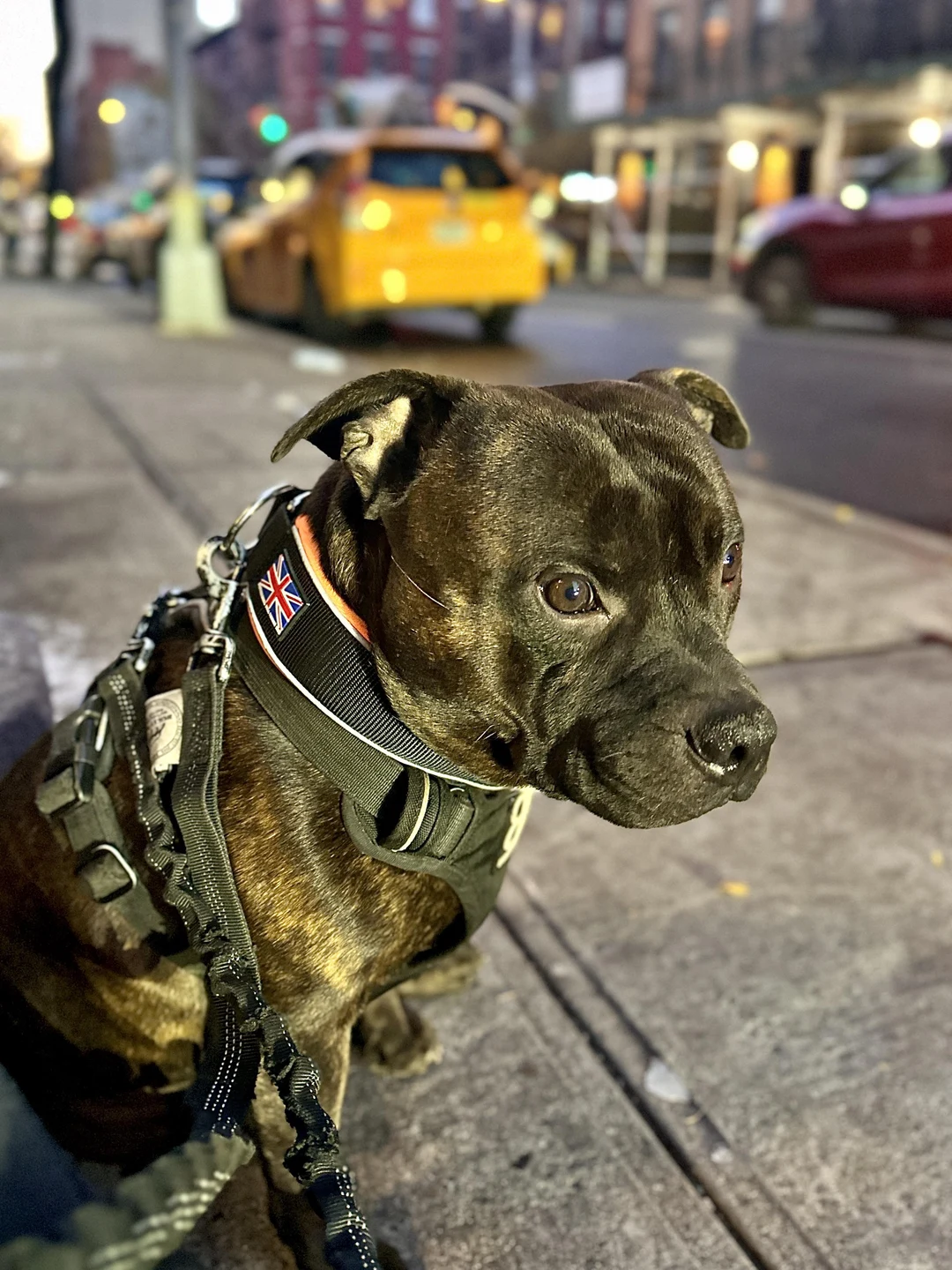 Django NYC Dusk | Scrolller