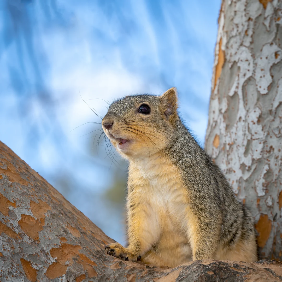 Squirrel | Scrolller