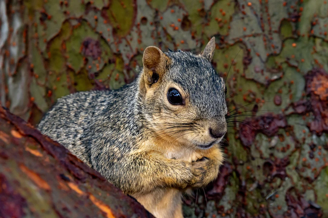 Waiting patiently between the rain storms Squirrel | Scrolller