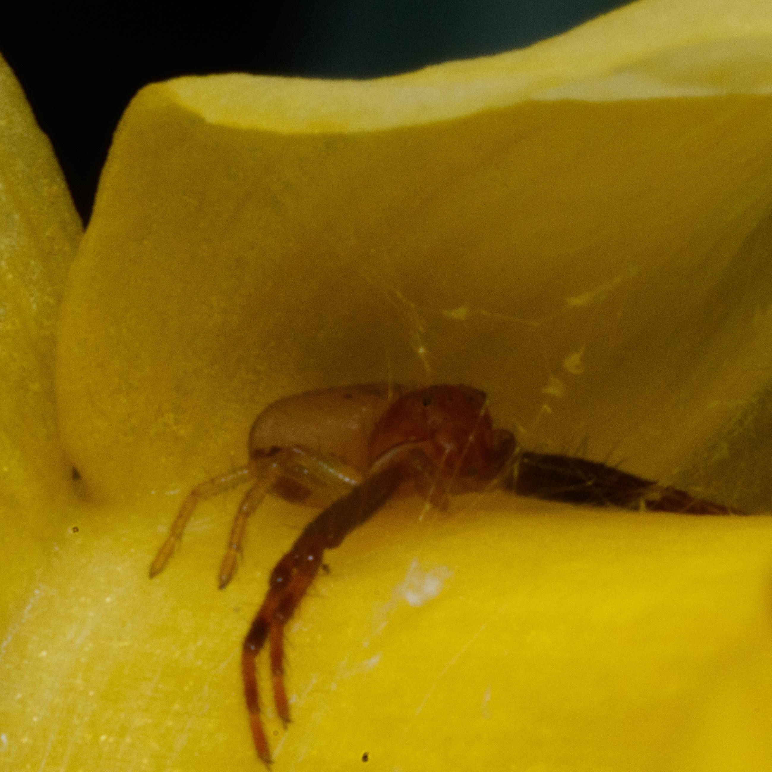 Crab Spider on a Daffodil | Scrolller