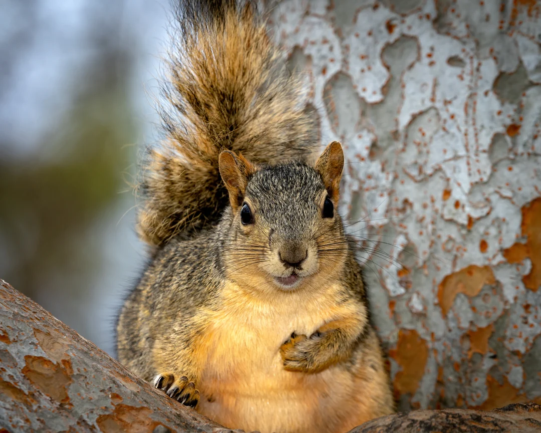 Scarface Squirrel | Scrolller