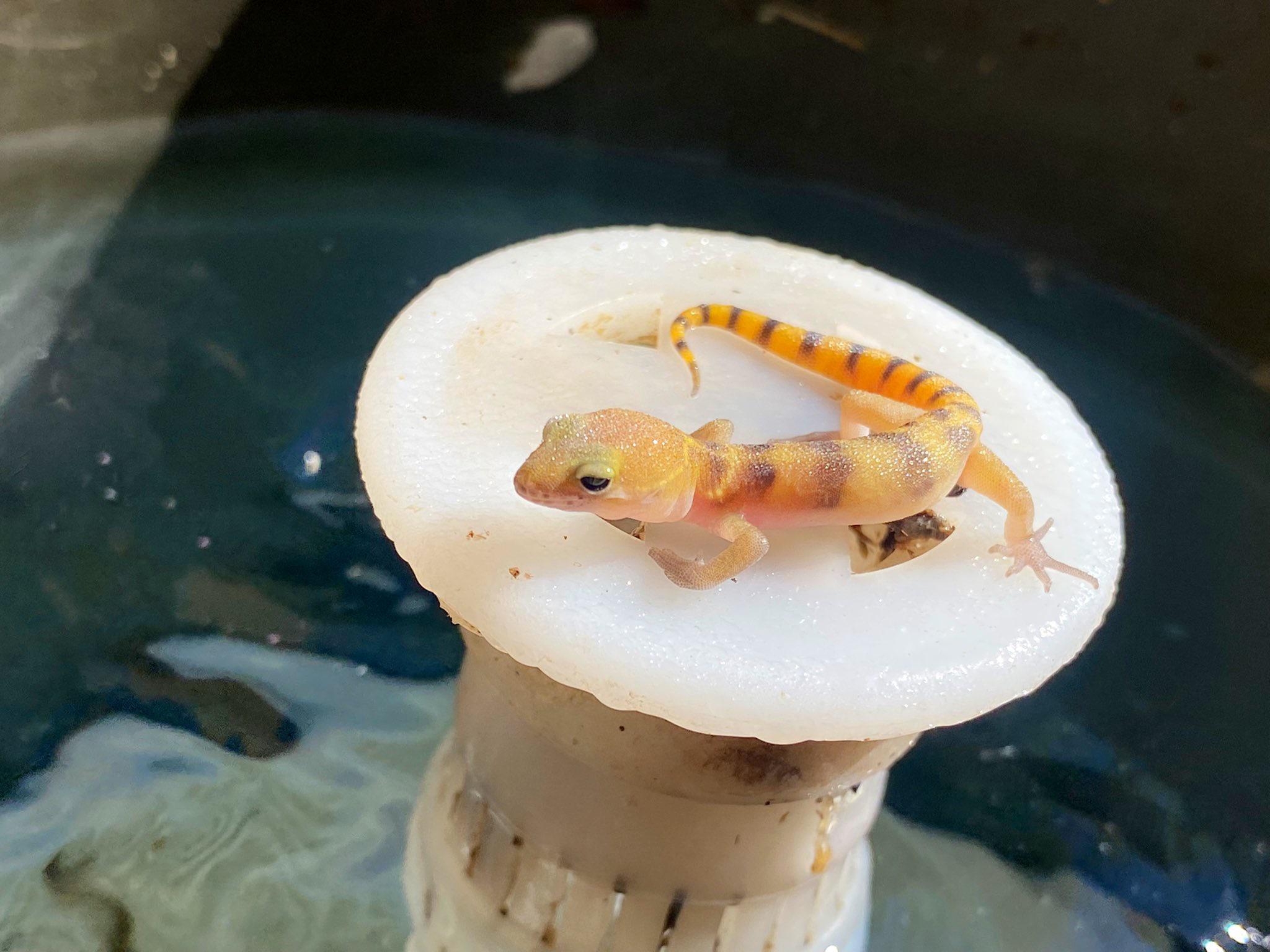 can anyone identify this beautiful specimen? | Scrolller