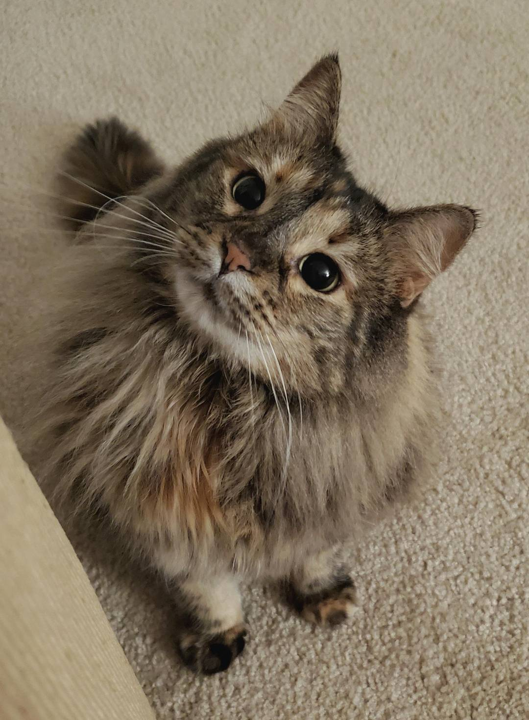 Hunter mode activated | Scrolller