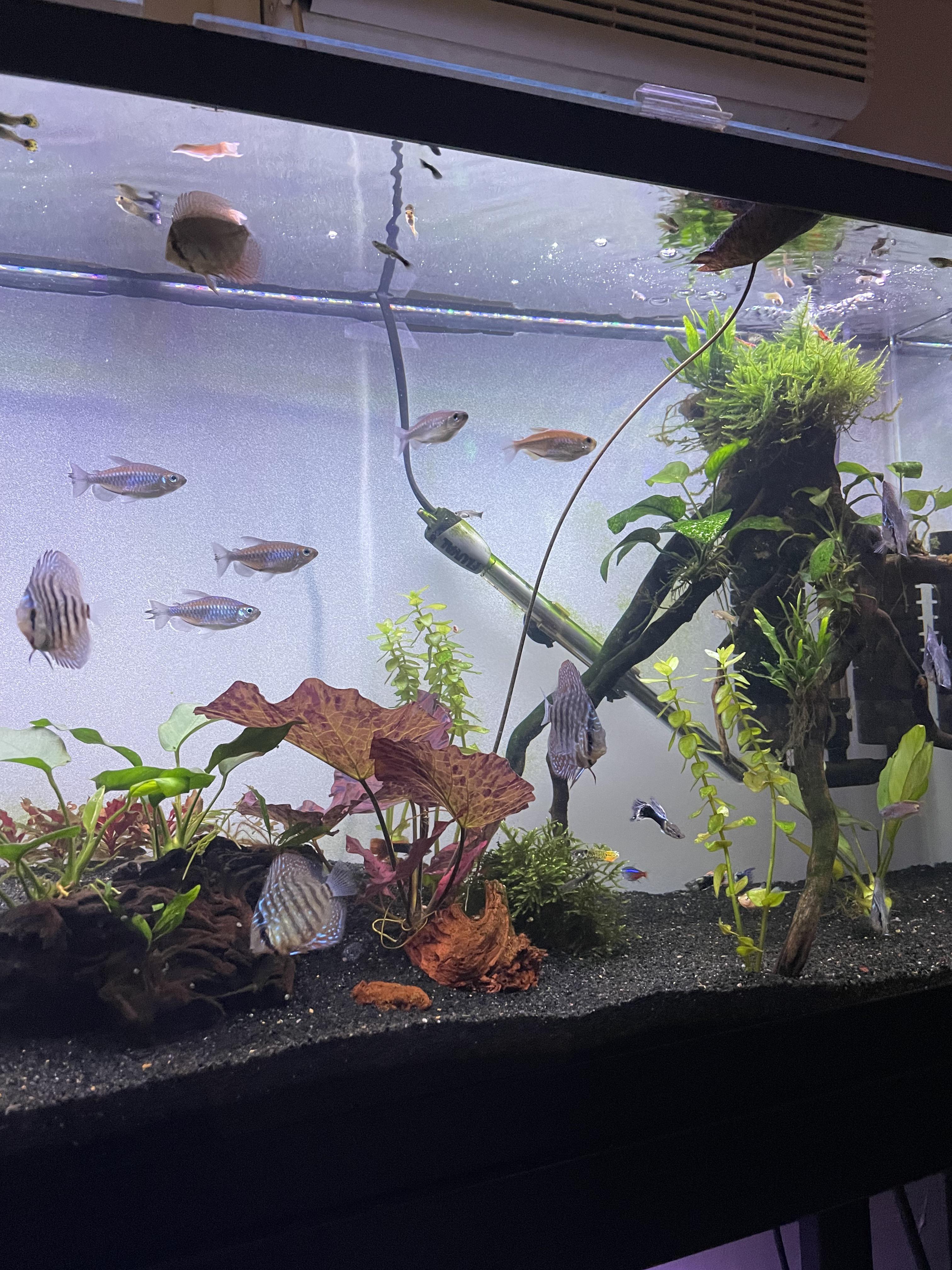 How do I keep my tiger lotus from shooting up too high? I only want it to grow mid to low so it ...