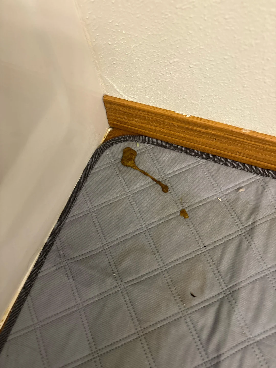 Switching foods, help? (Poo warning) | Scrolller