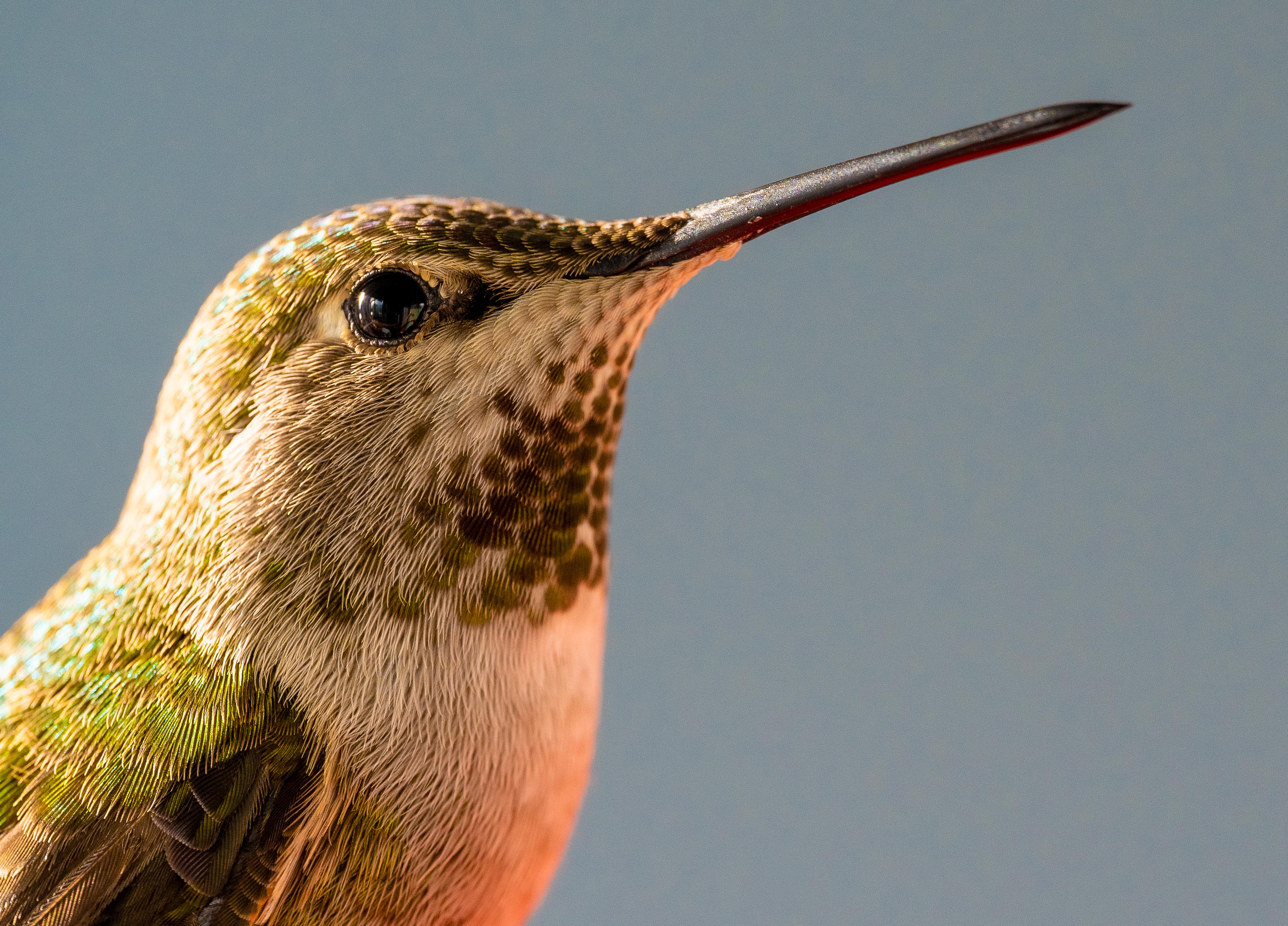 Hummingbird | Scrolller