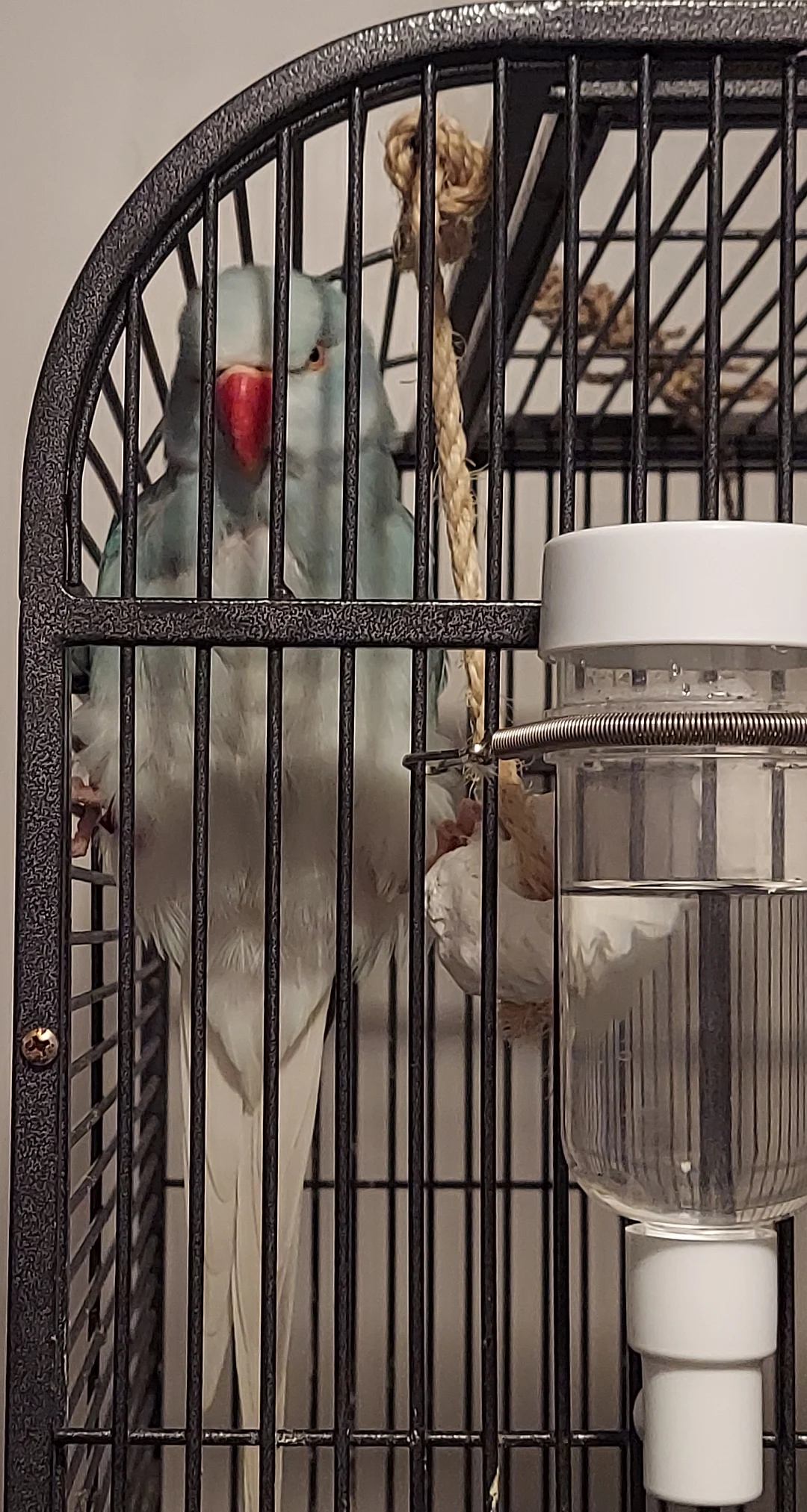 Indie has mastered the Van Damme Split | Scrolller