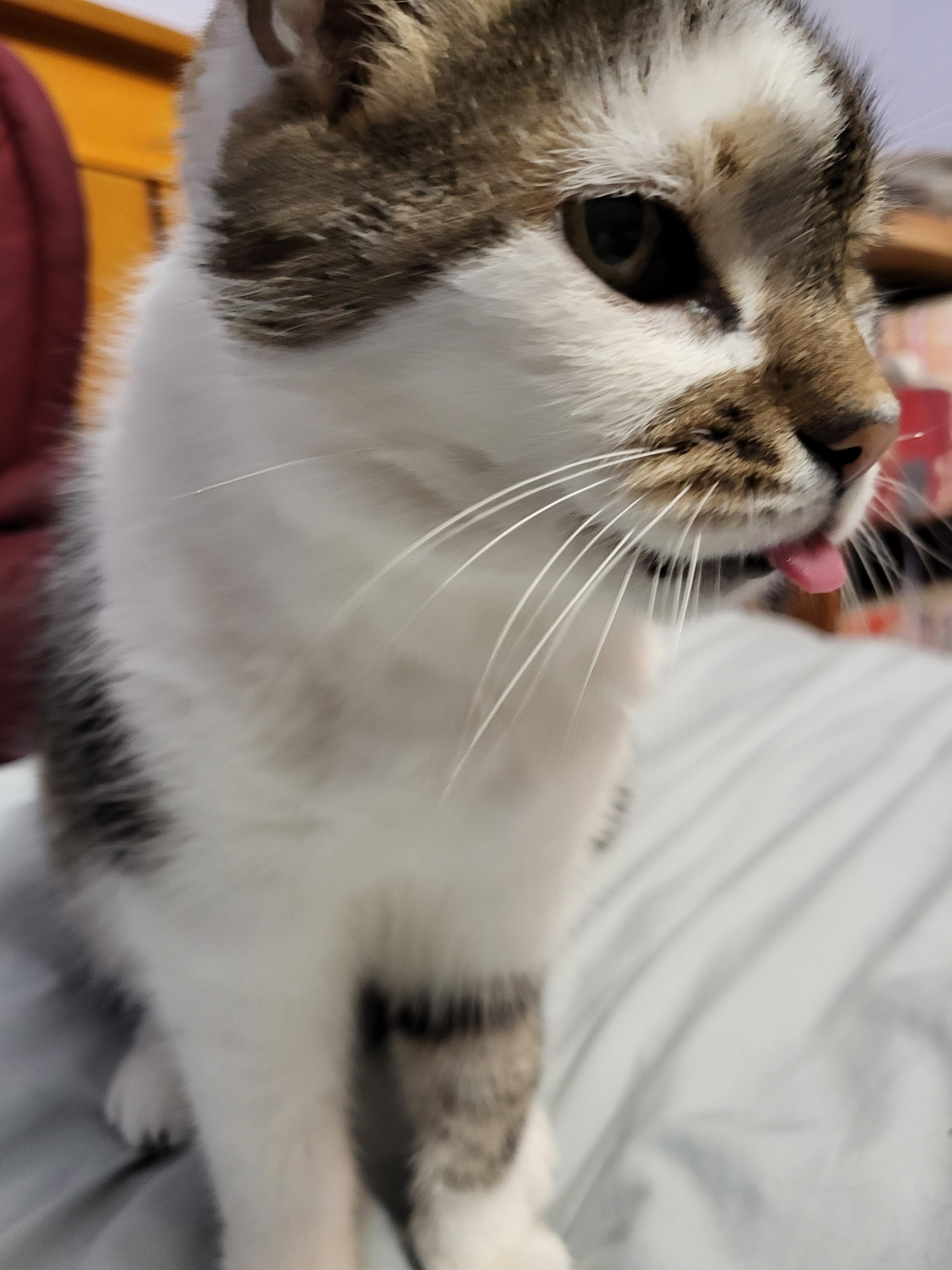 Old man blep | Scrolller