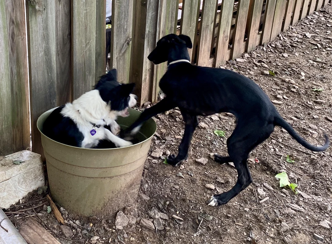 Never see greyhound puppies? Here’s one meeting a carnivorous P L A N T ...