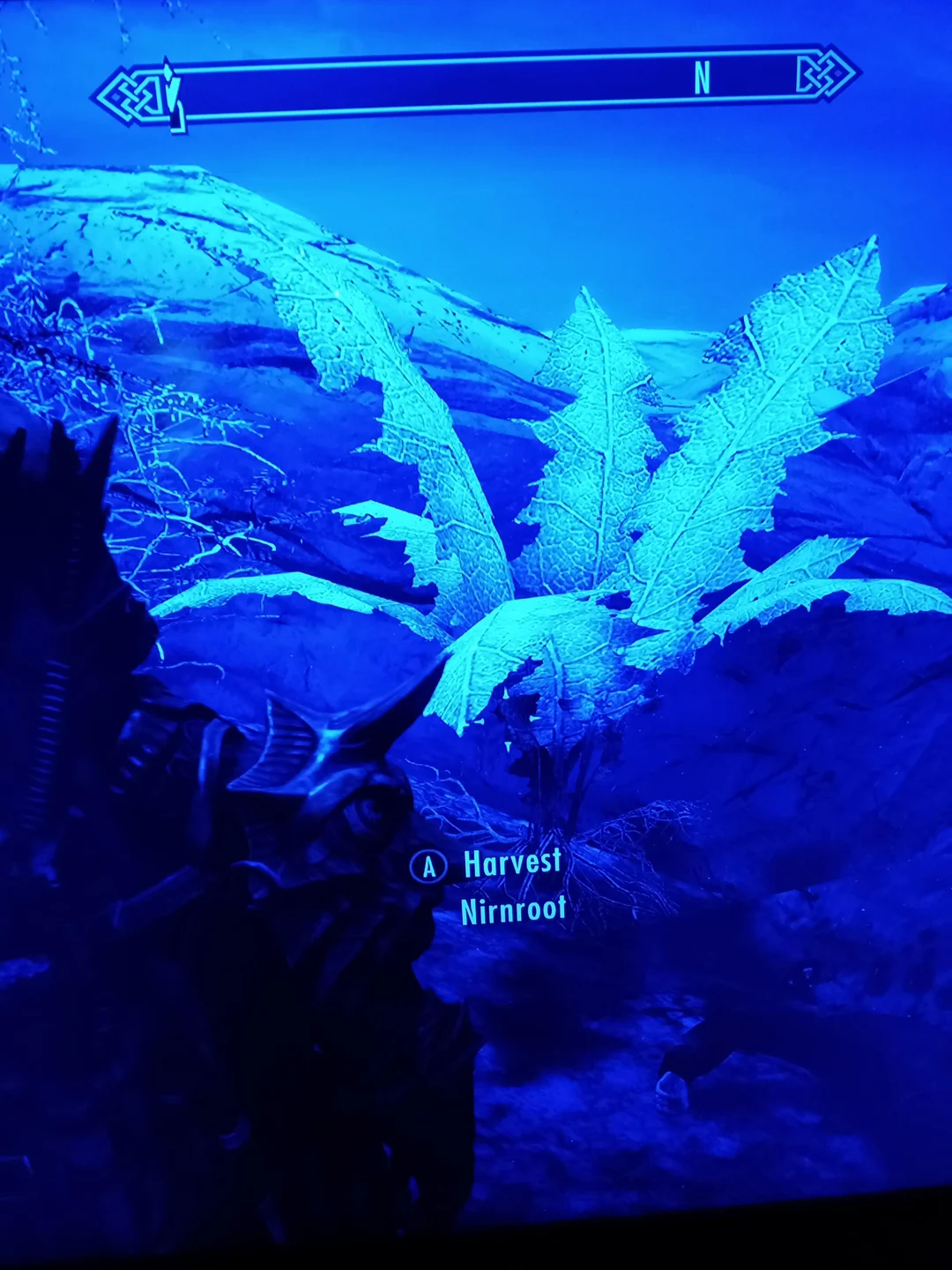 Giant Nirnroot | Scrolller