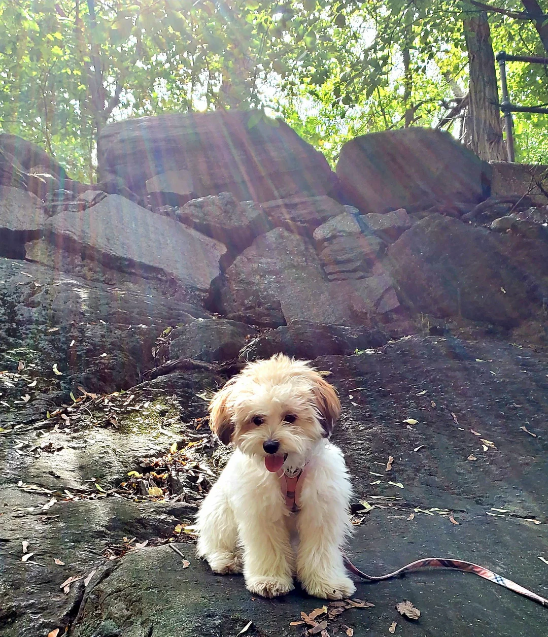 Sunbeam Snoopy | Scrolller