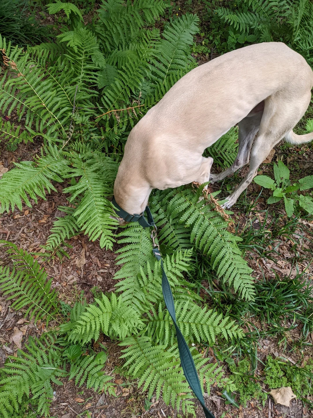 This is Finn, the headless greyhound | Scrolller