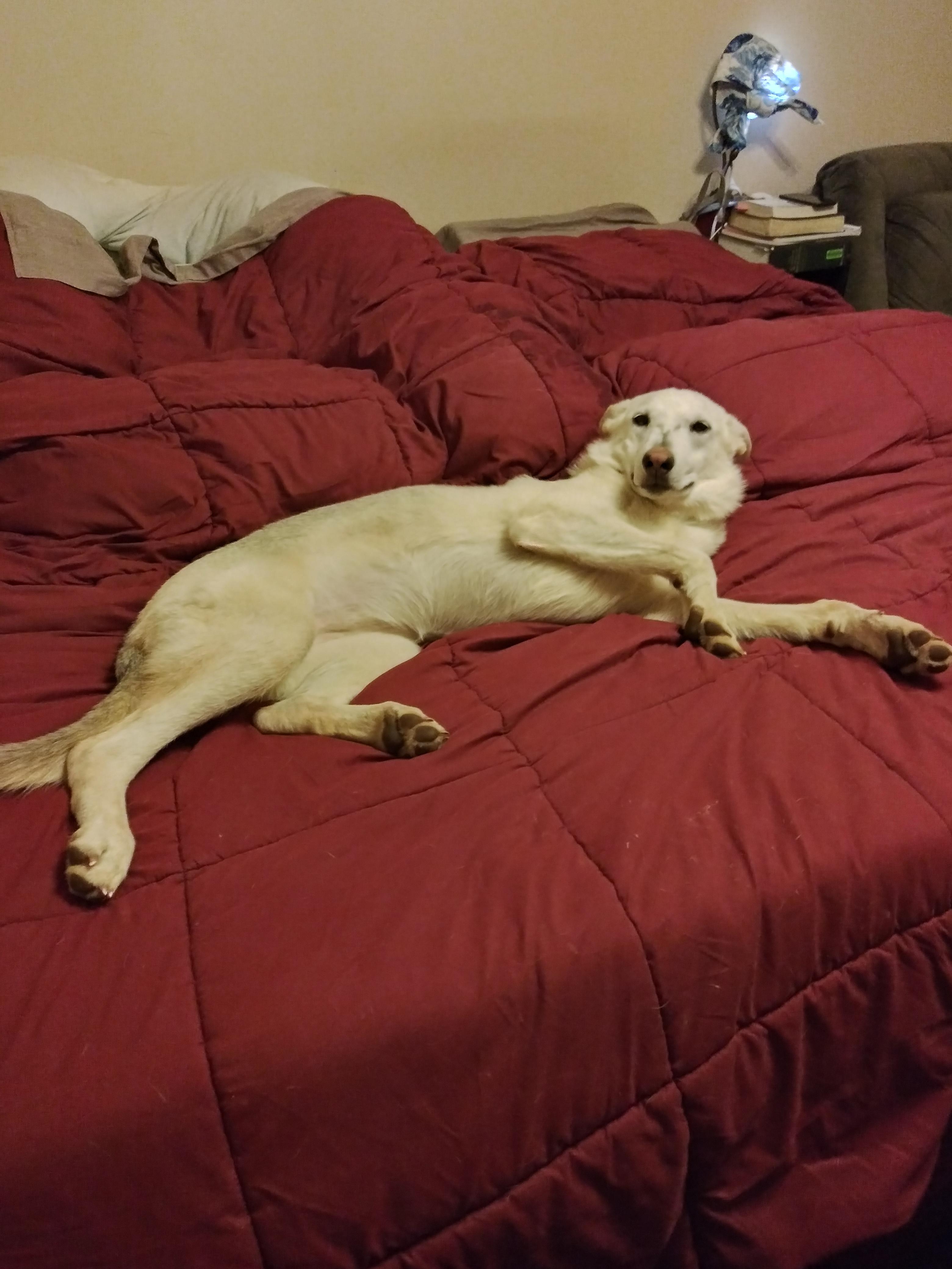 Comfy Willow | Scrolller