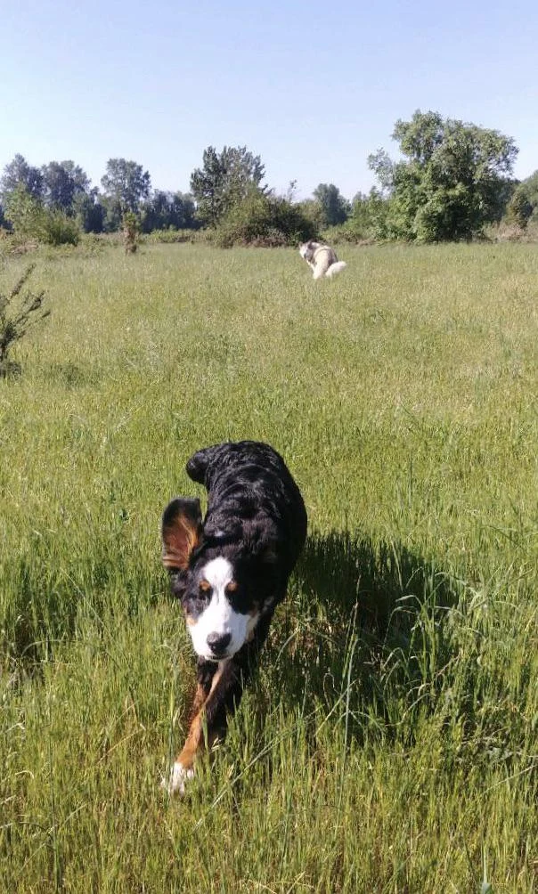 A truly majestic picture my brother took of his dogs | Scrolller