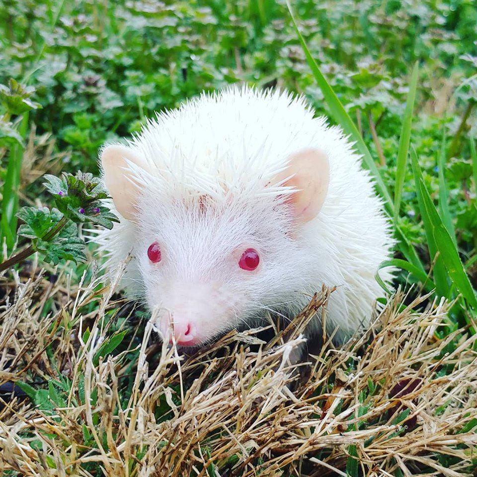 White hedgehog | Scrolller