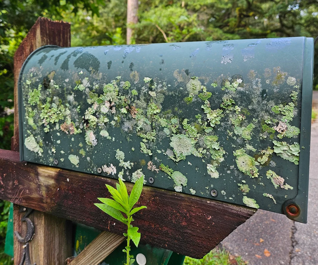 I'm Lichen This Picture. | Scrolller