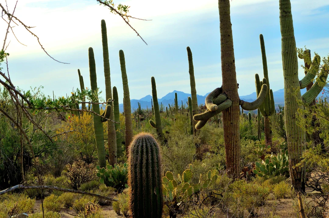 Sonora Desert, Saguaro National Park, Tucson, Arizona [OC] [4298x3264] | Scrolller
