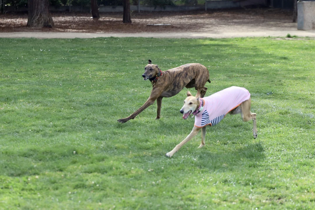 Synchronized zoomies | Scrolller