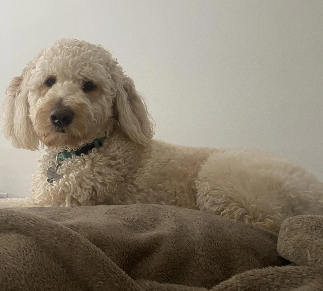 Groomer for doodles? | Scrolller