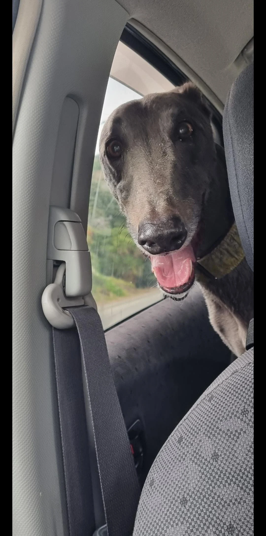 Backseat drivers, amirite? | Scrolller