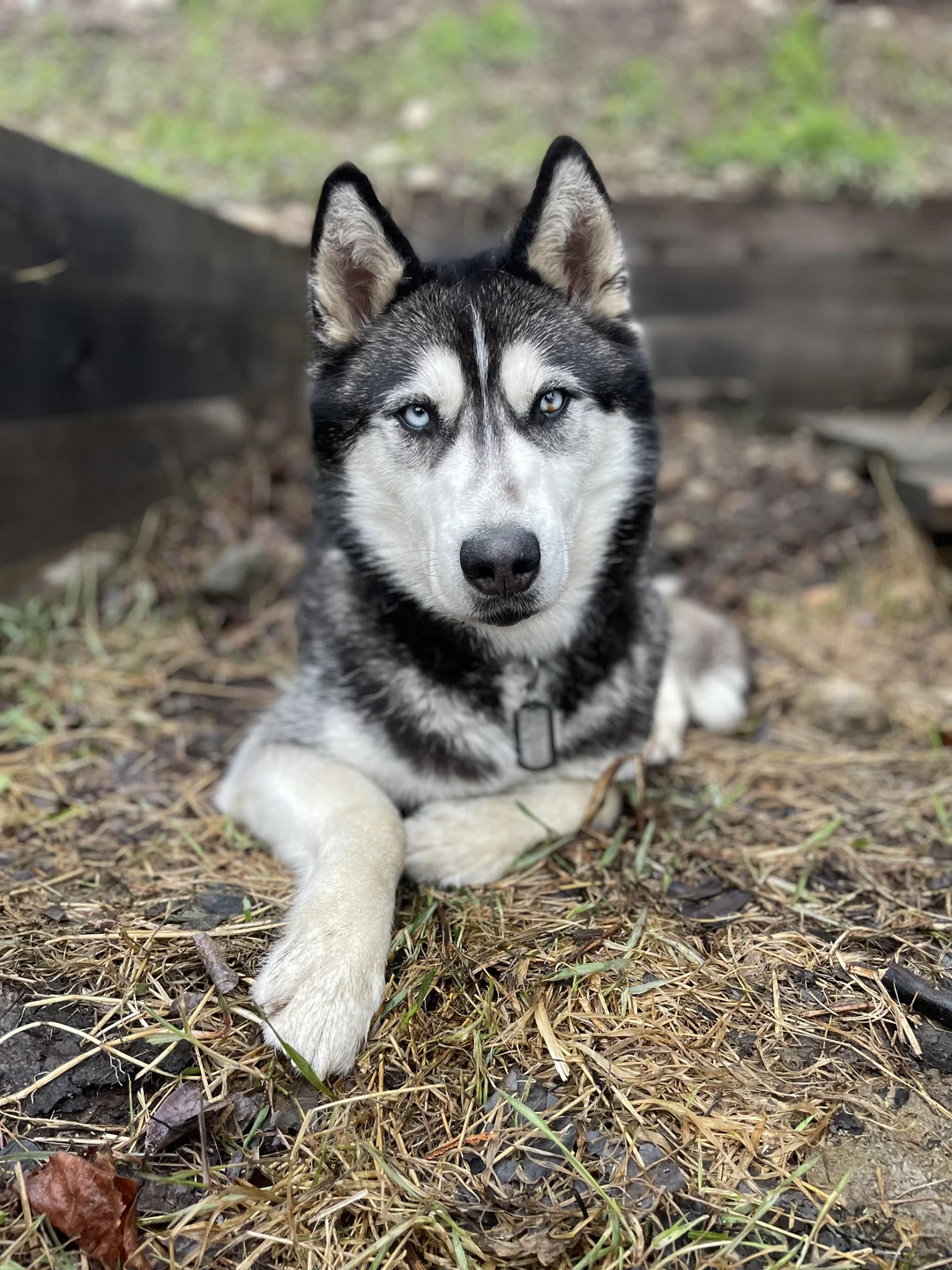 Just wanted to share my boy, Scout 🖤 | Scrolller