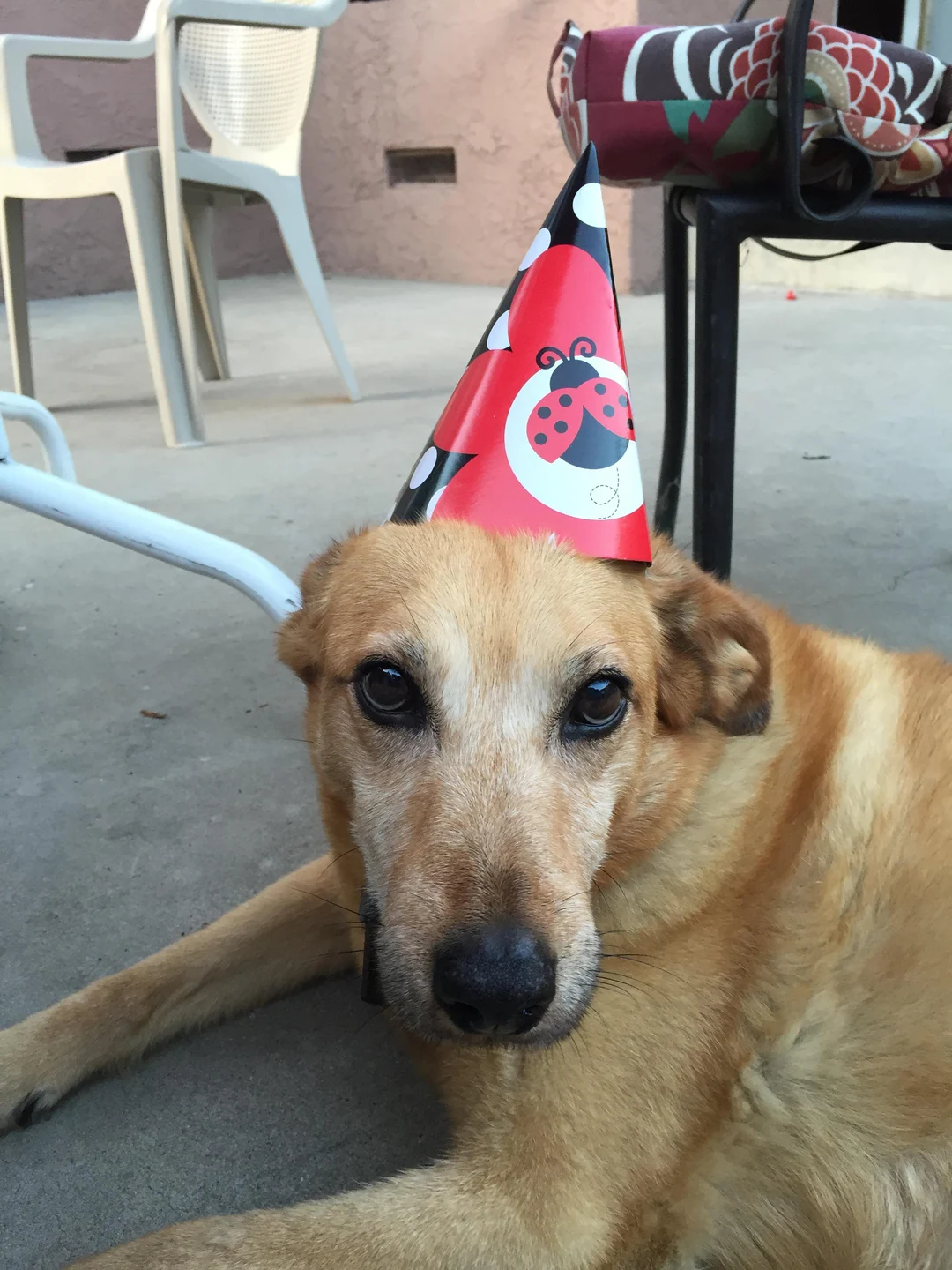 Happy birthday to my beautiful pupper. | Scrolller