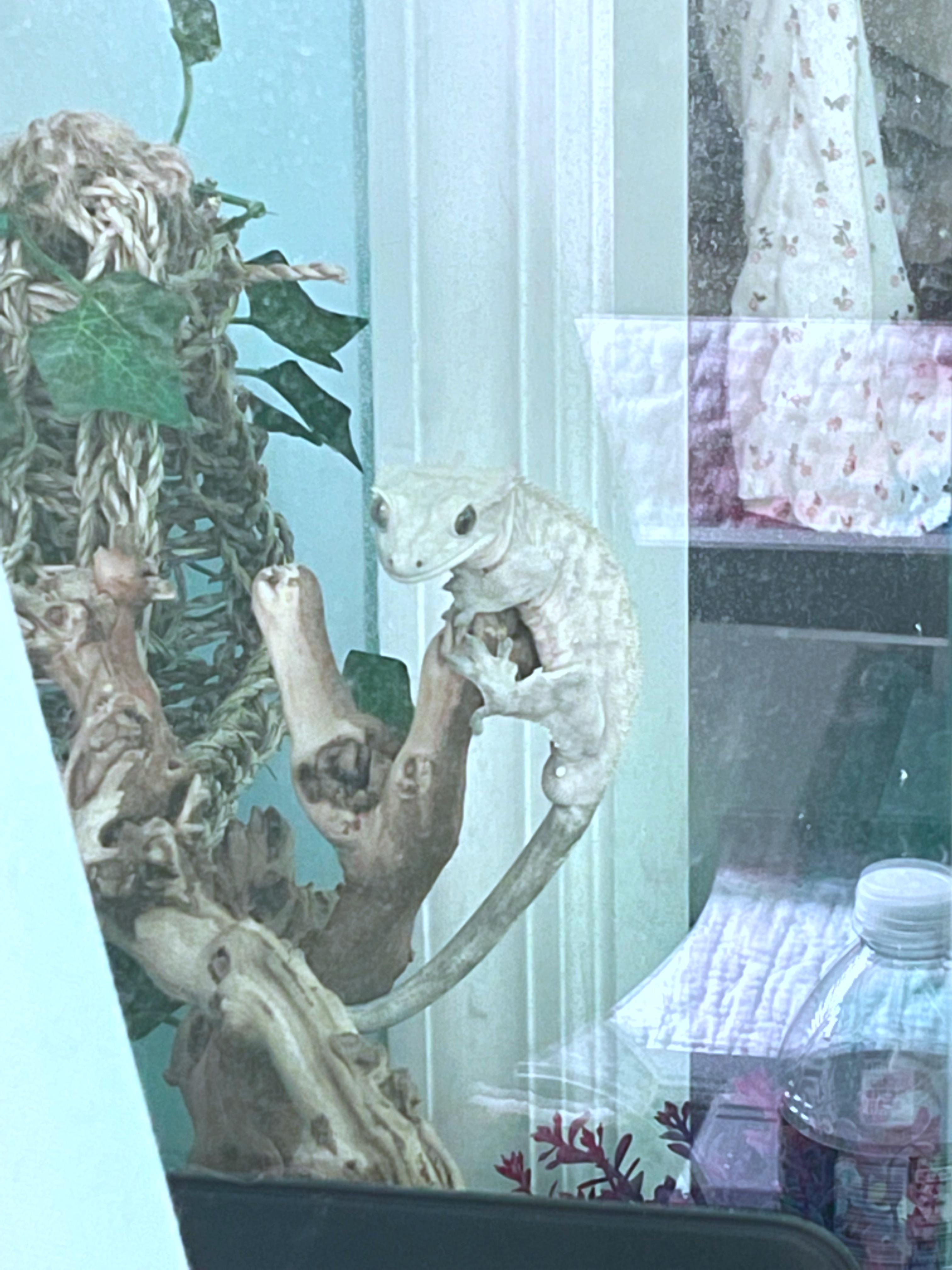 Since r/geckos loves parm so much… | Scrolller