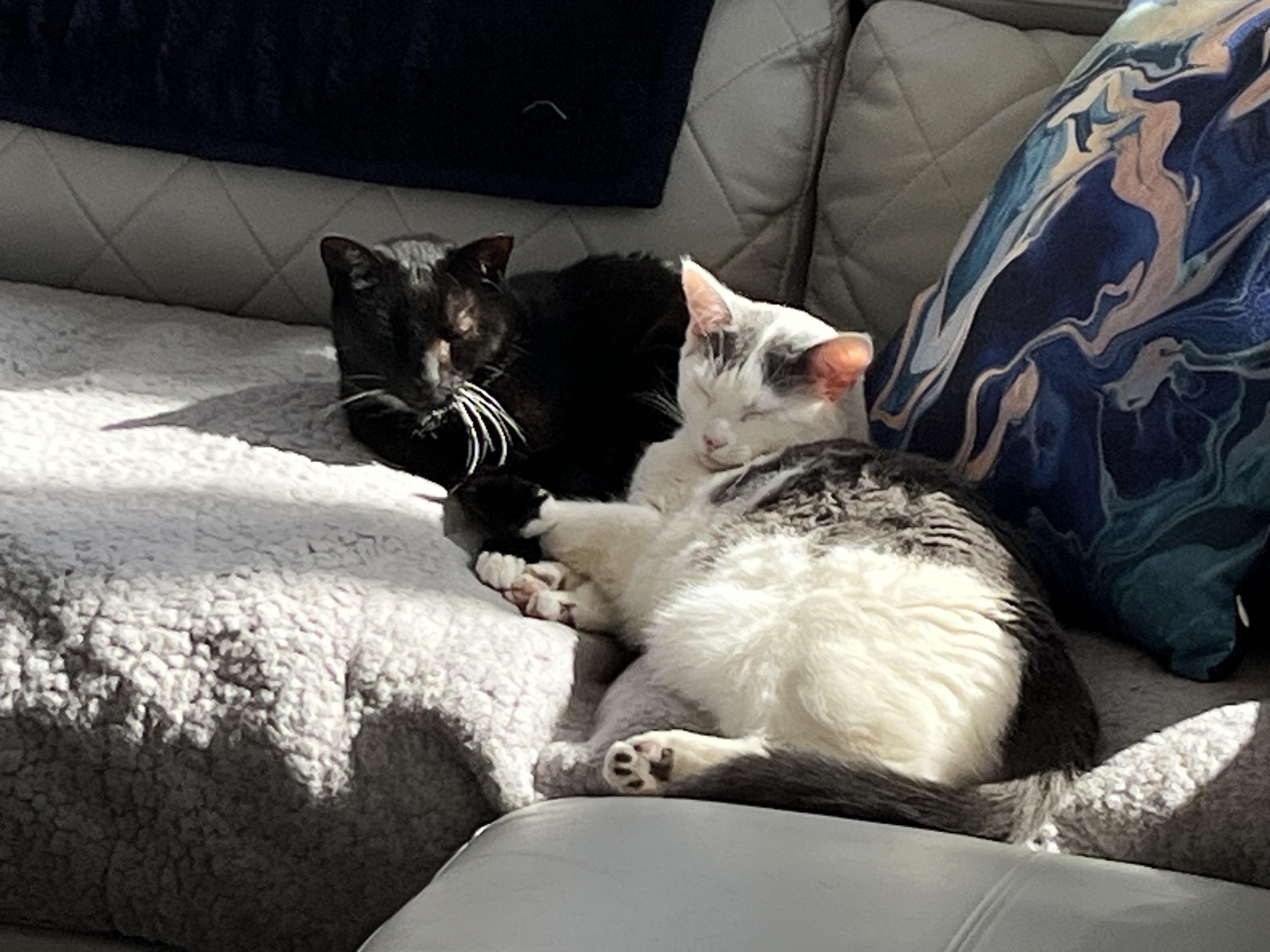 Chickie loves her brothers | Scrolller