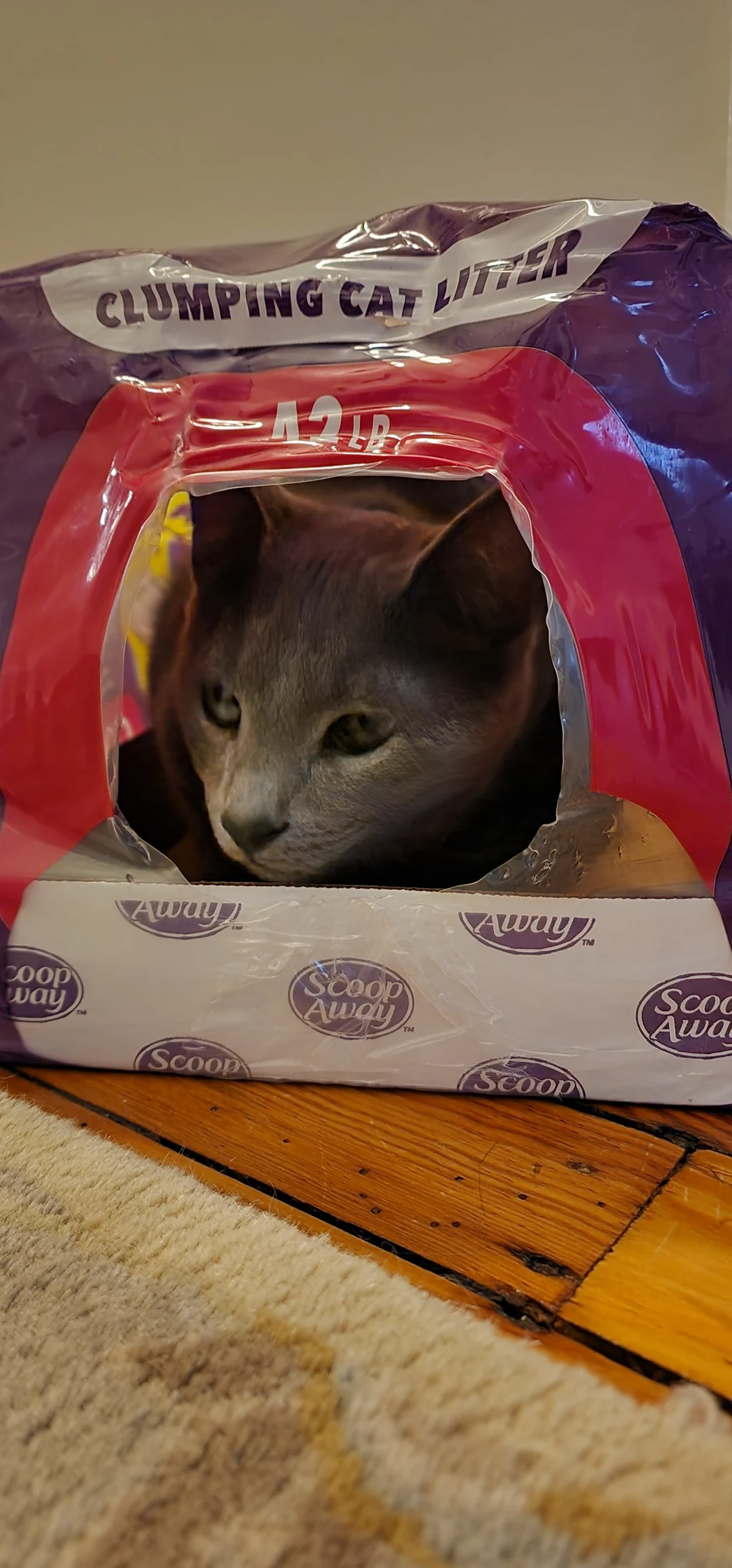 Hiding in the litter box | Scrolller