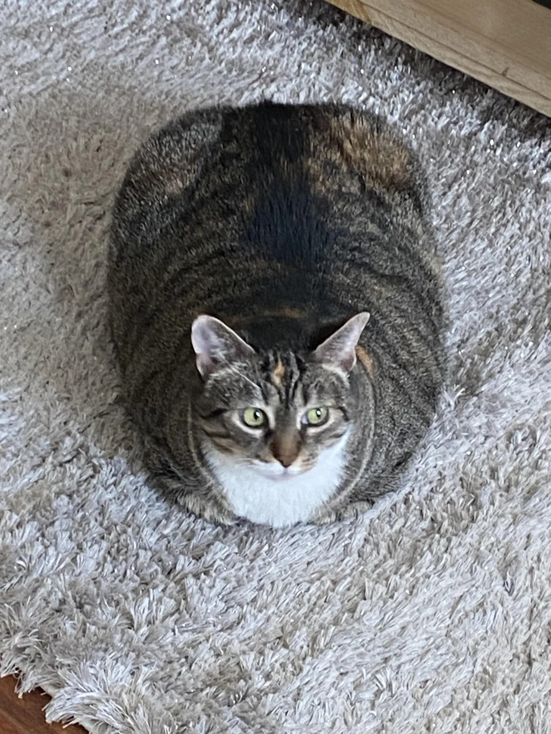 Our Gorgeous Chonky Pumpernickel | Scrolller