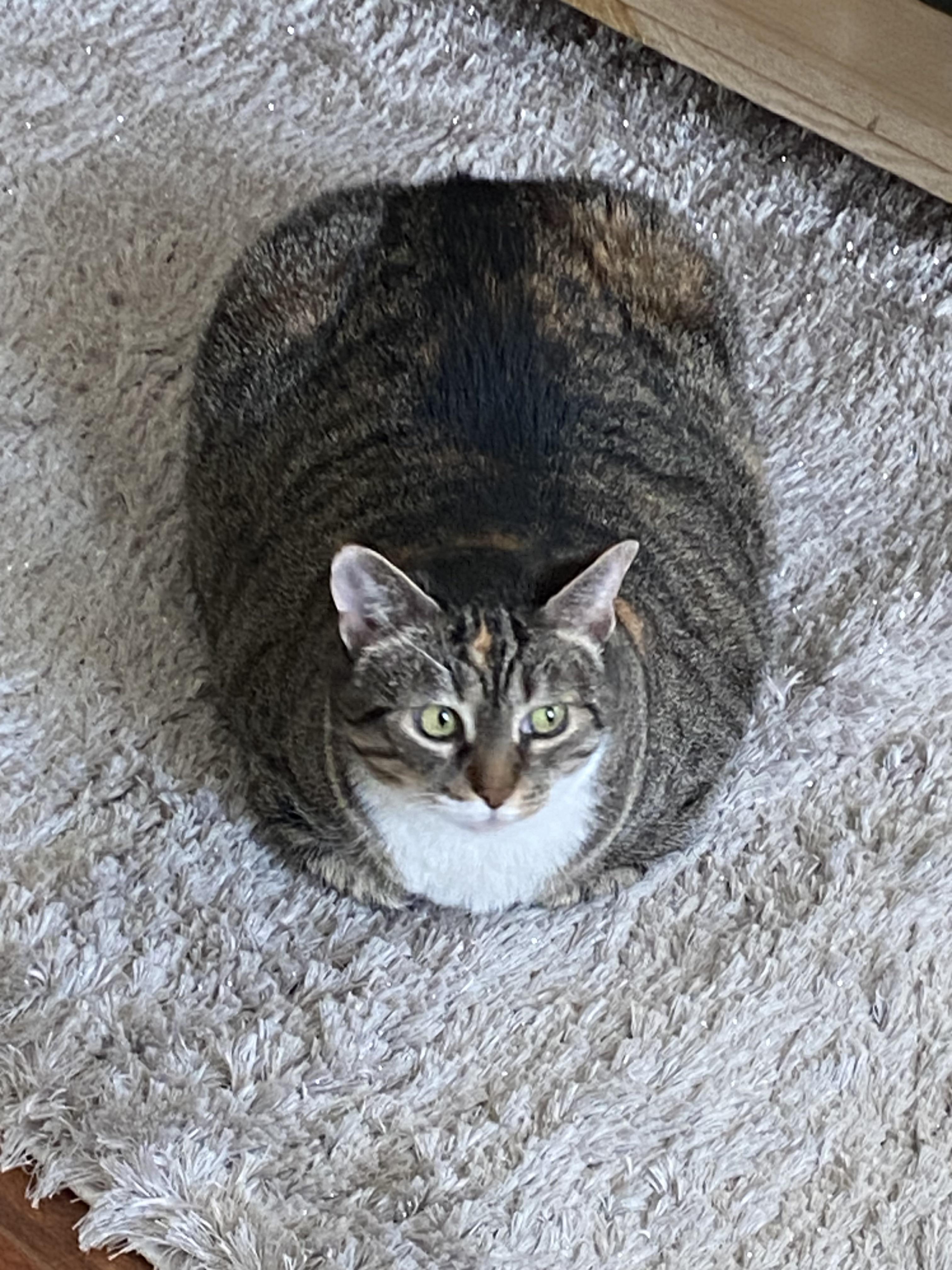 Discover more like Catloaf: Our Gorgeous Chonky Pumpernickel and Related Content | Scrolller