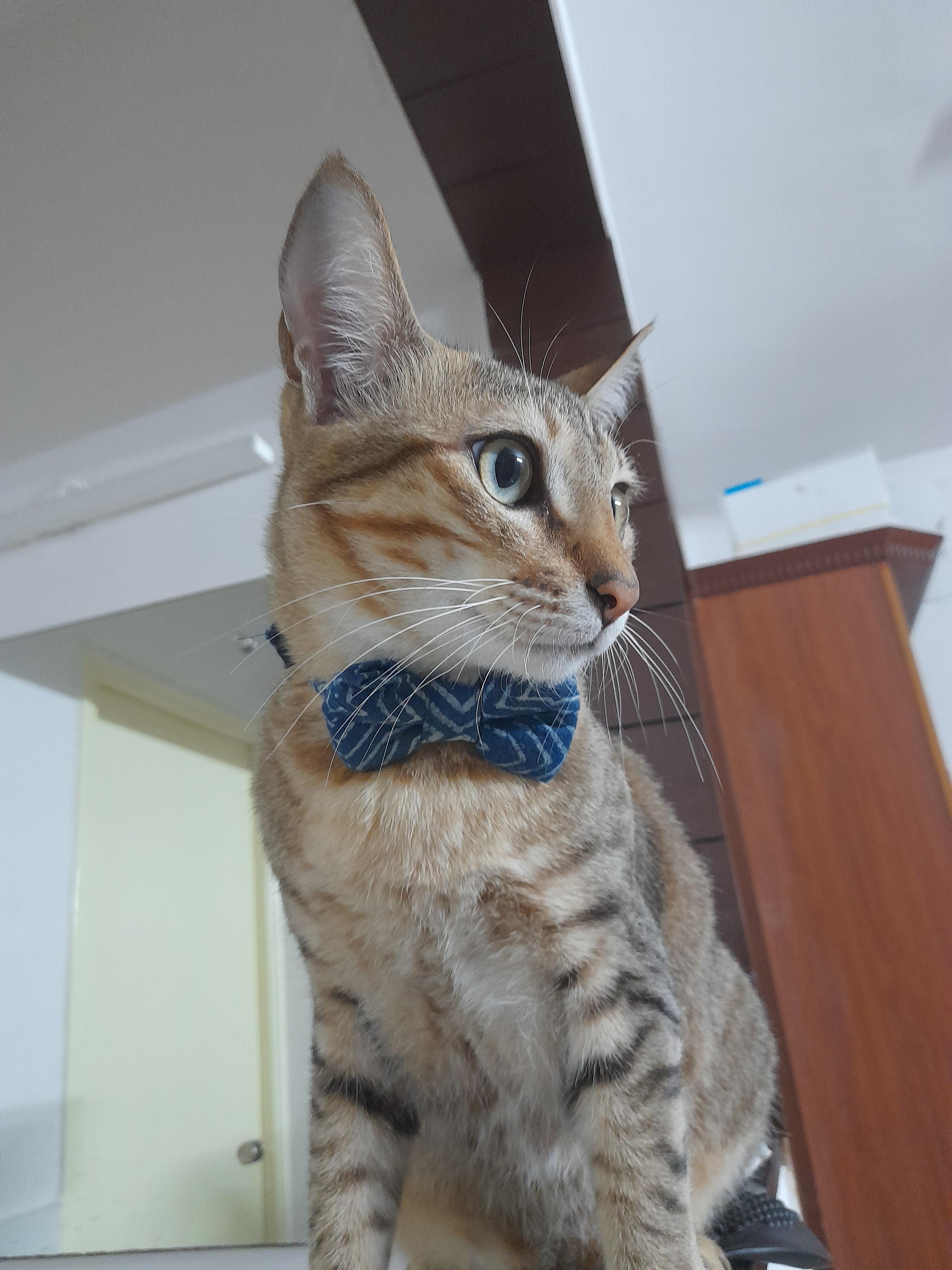 Prof. Subbu is the world's leading expert of string theory | Scrolller