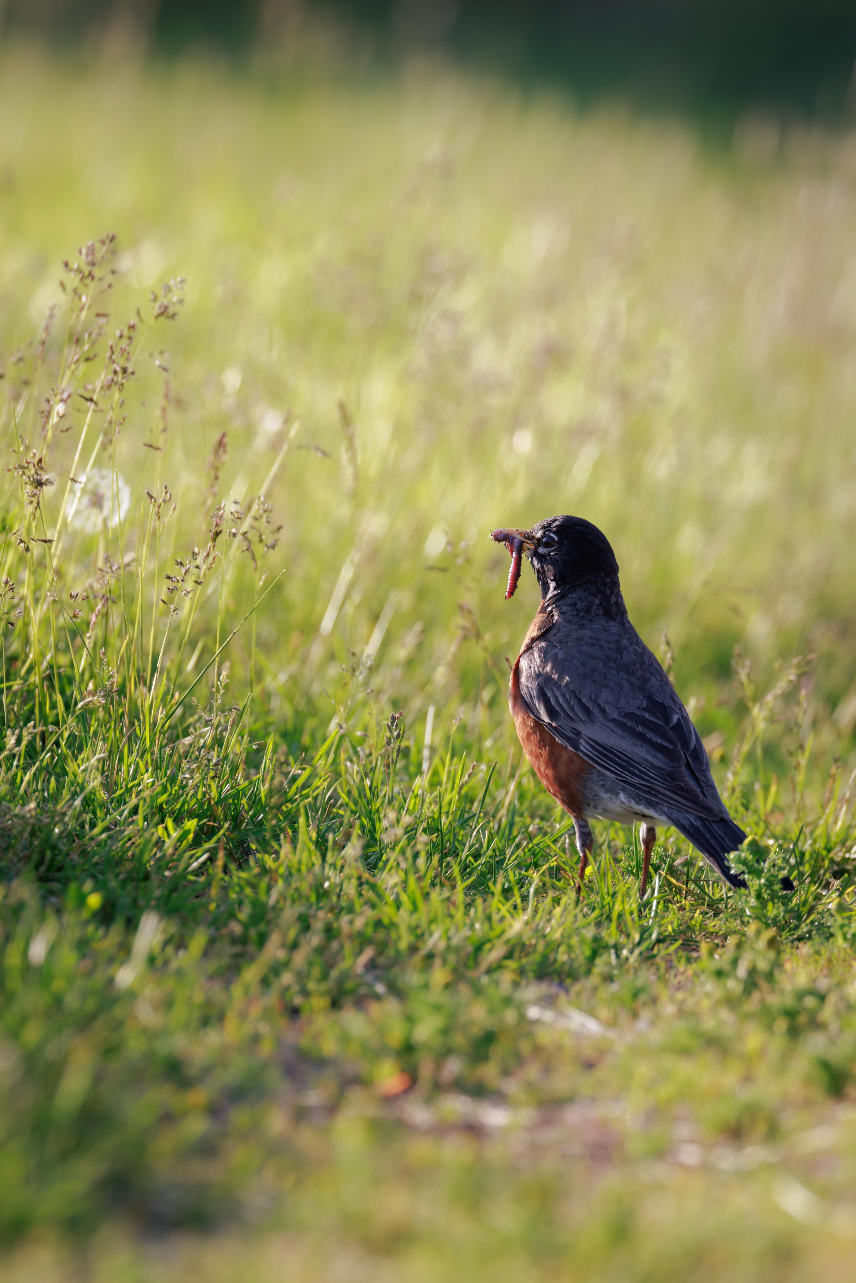 American Robin snacking this morning | New Jersey, 5-25-23 | Scrolller