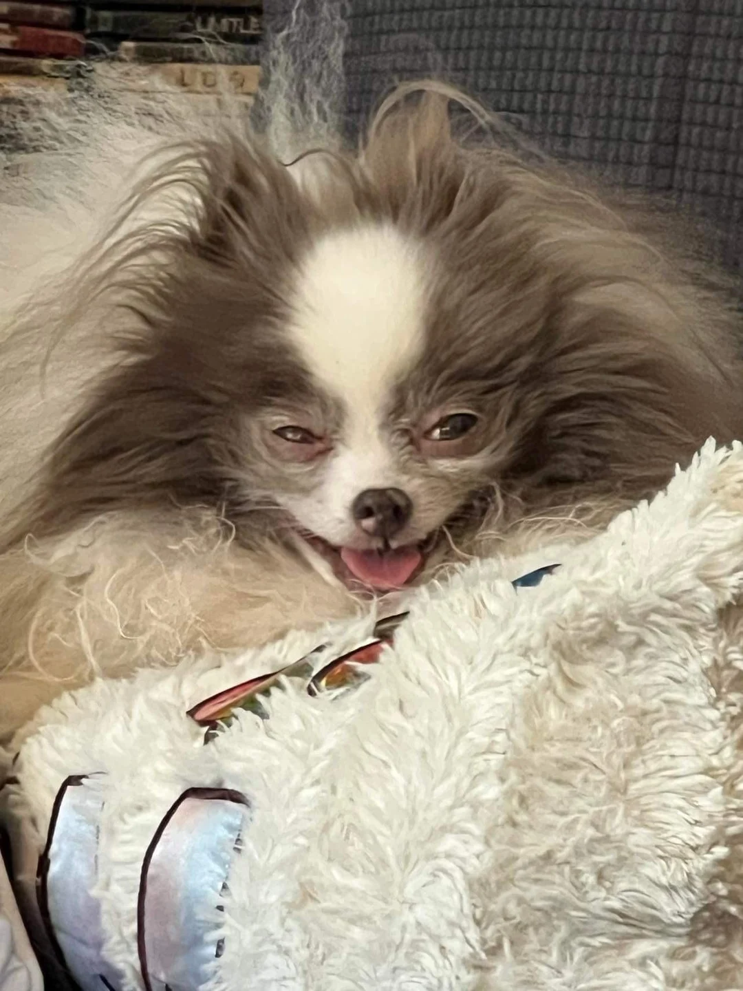 Boo is plotting something… | Scrolller