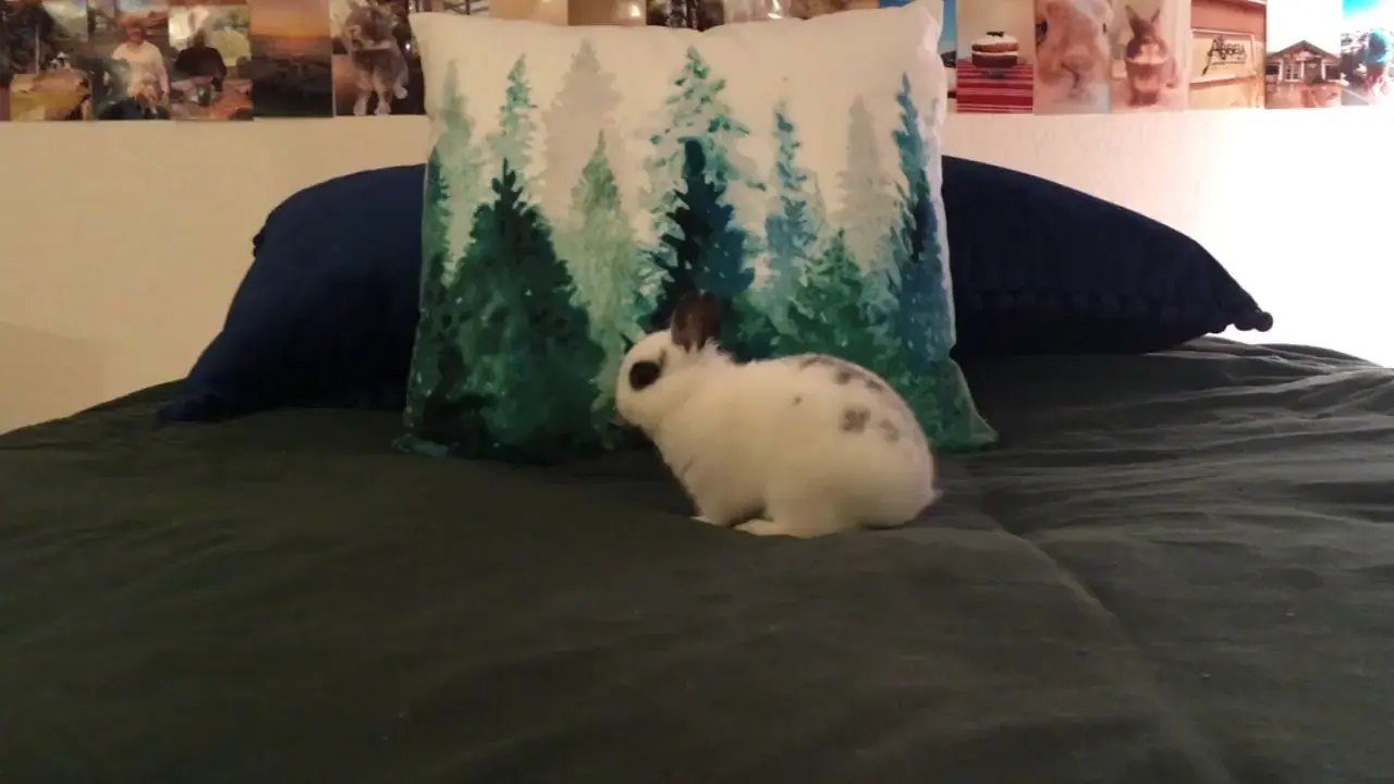 Discover more like Zoomies: Baby Bunnies Zoom in 2x speed! and Related Content | Scrolller