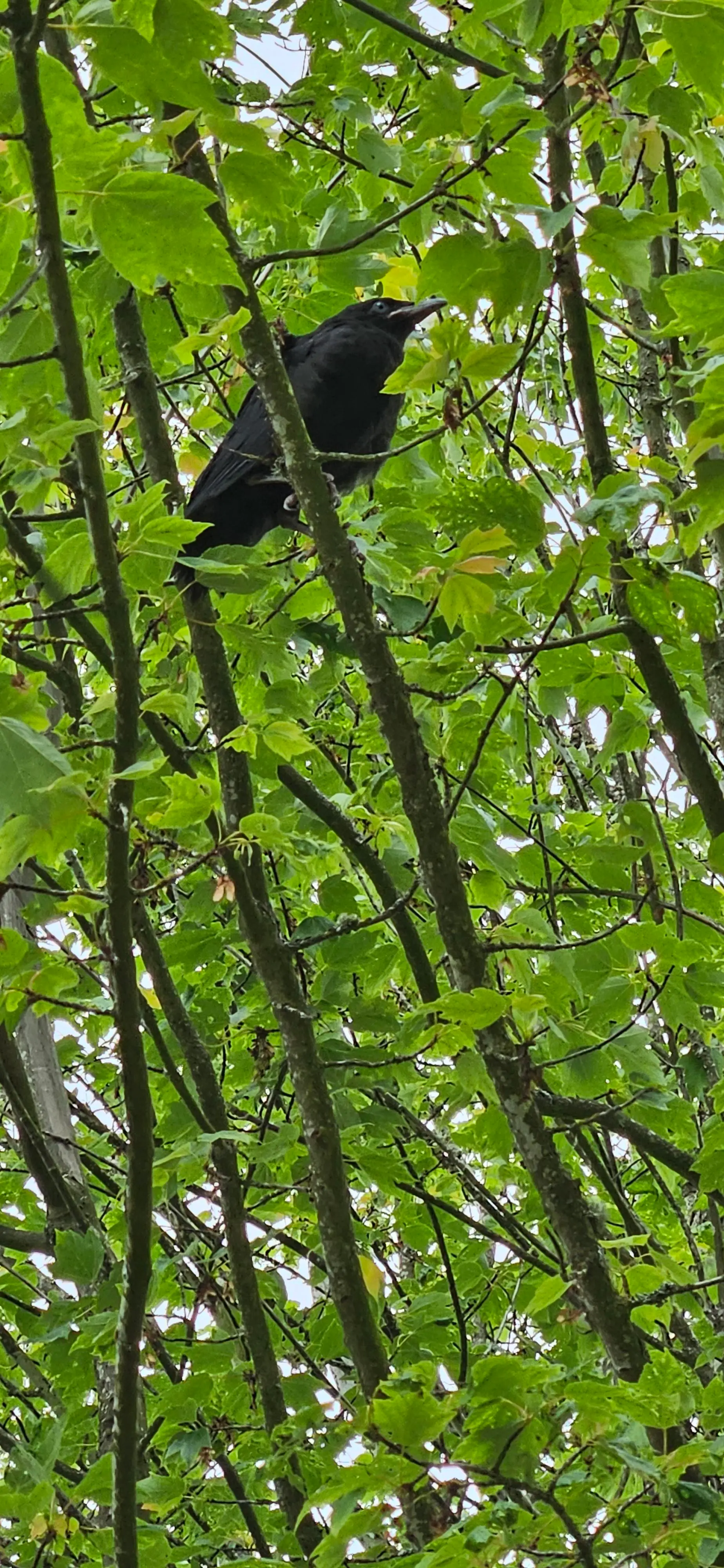 Baby crow | Scrolller