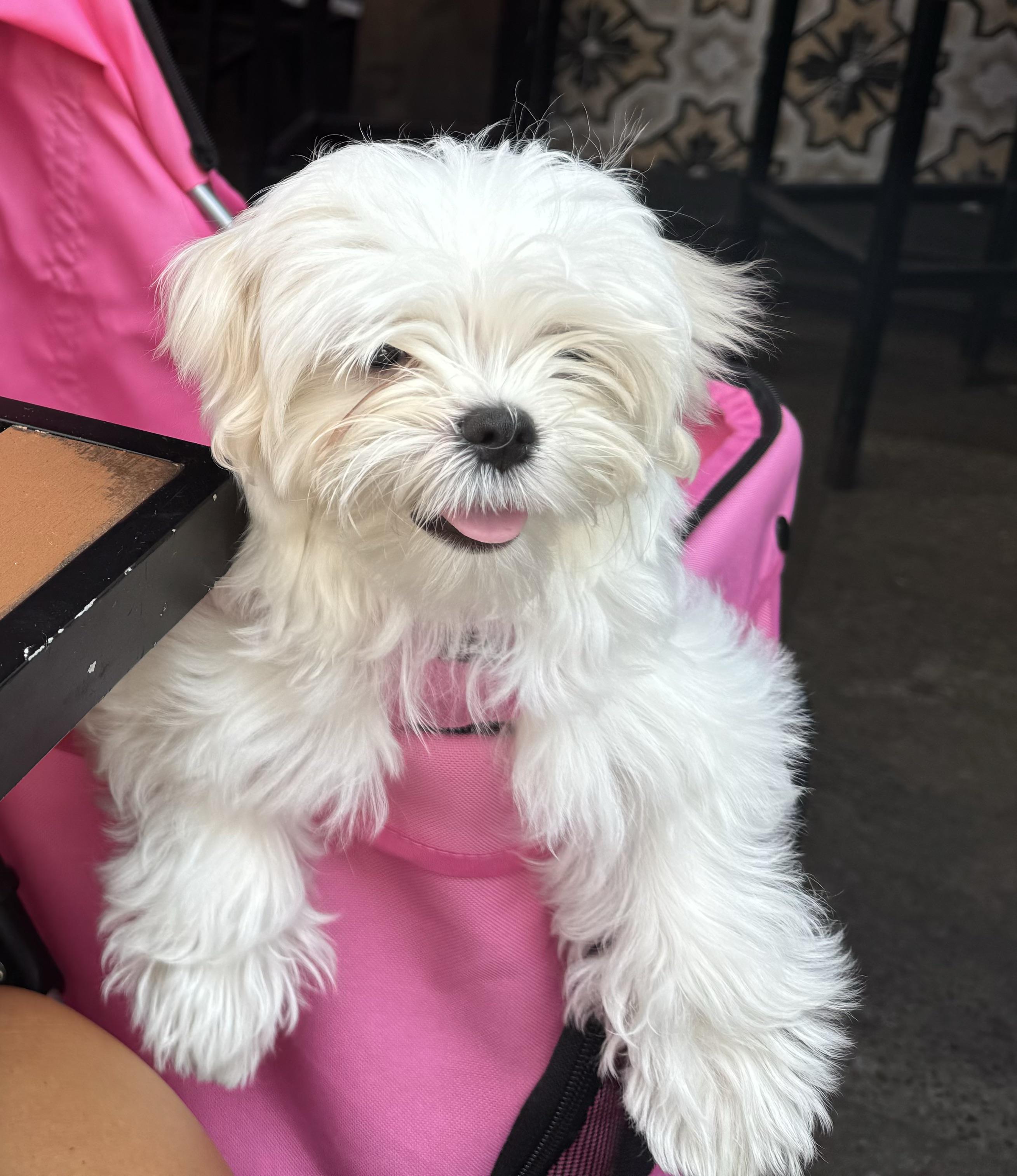 Baby Daisy | Scrolller