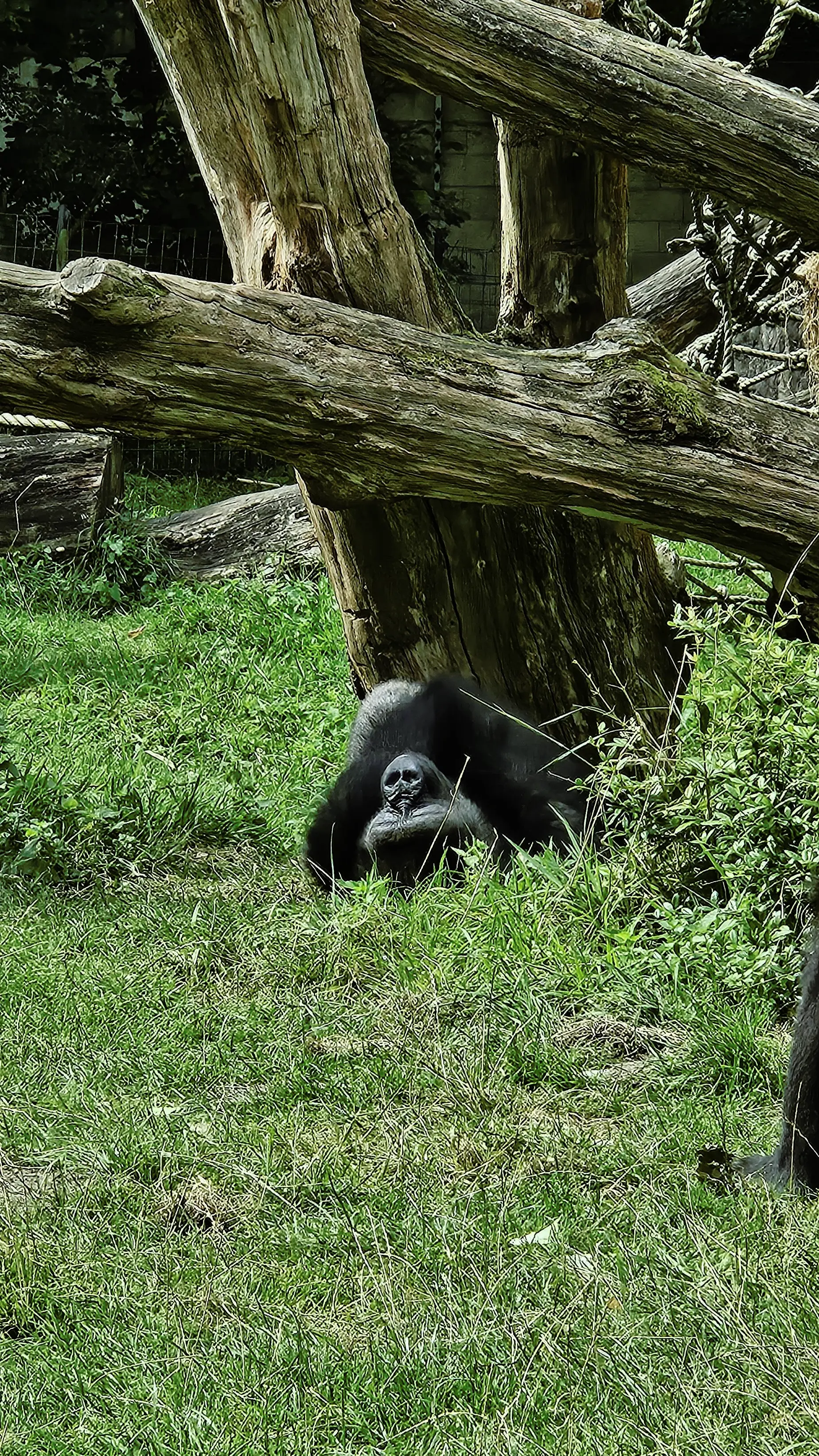 Baby gorilla | Scrolller