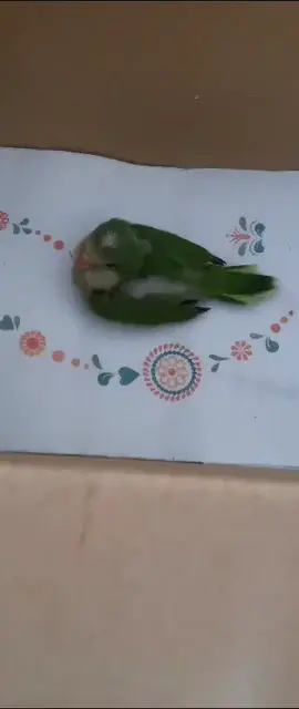 Baby parrot weird noise | Scrolller