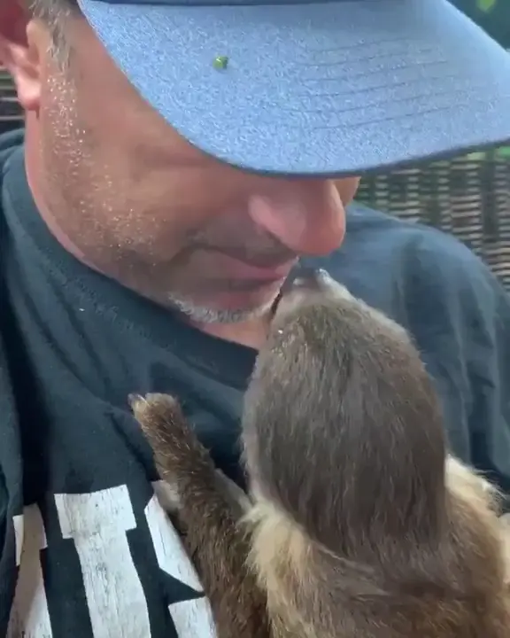 Baby sloth showing some love | Scrolller