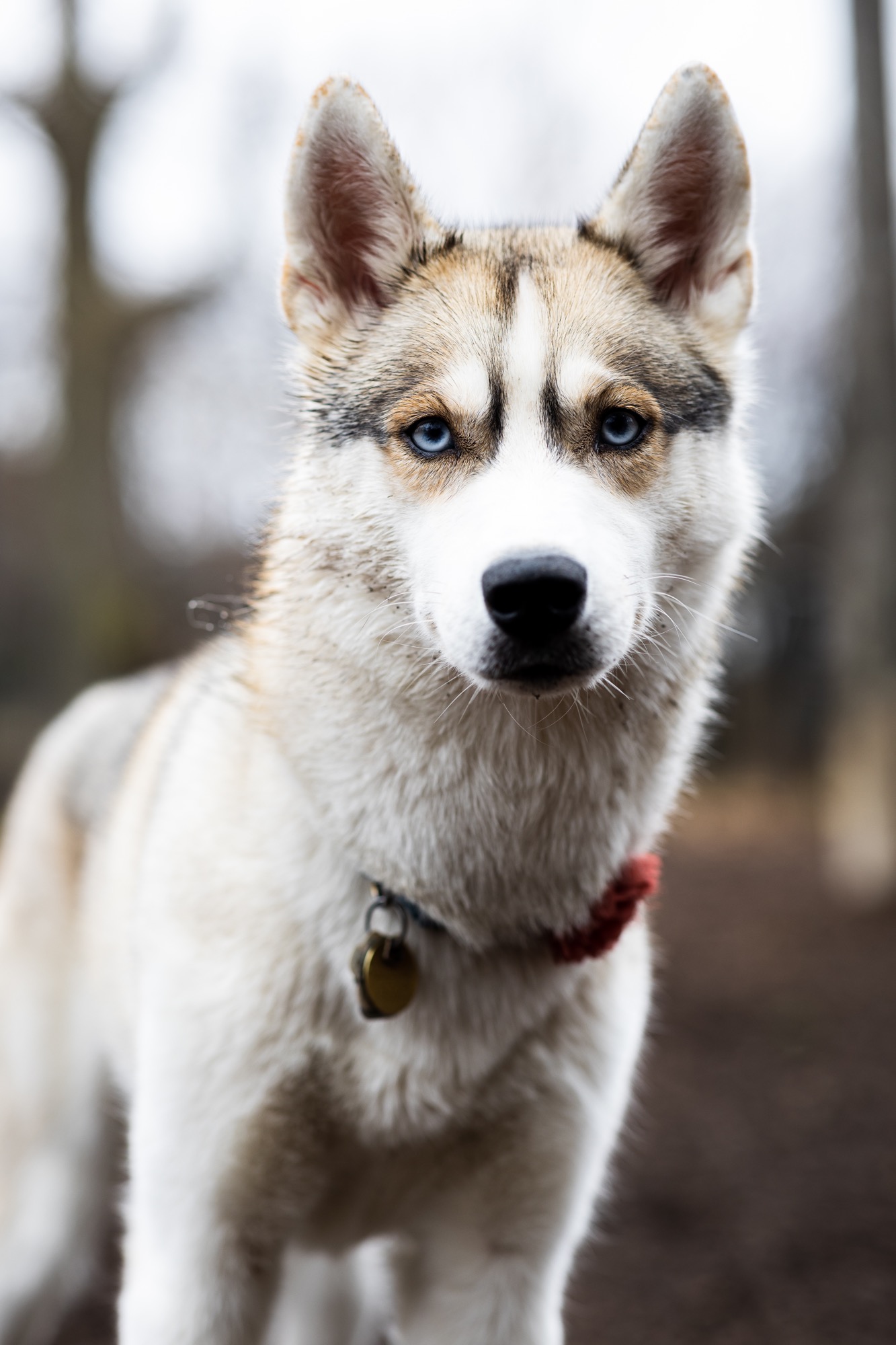 Meet Soda | Scrolller