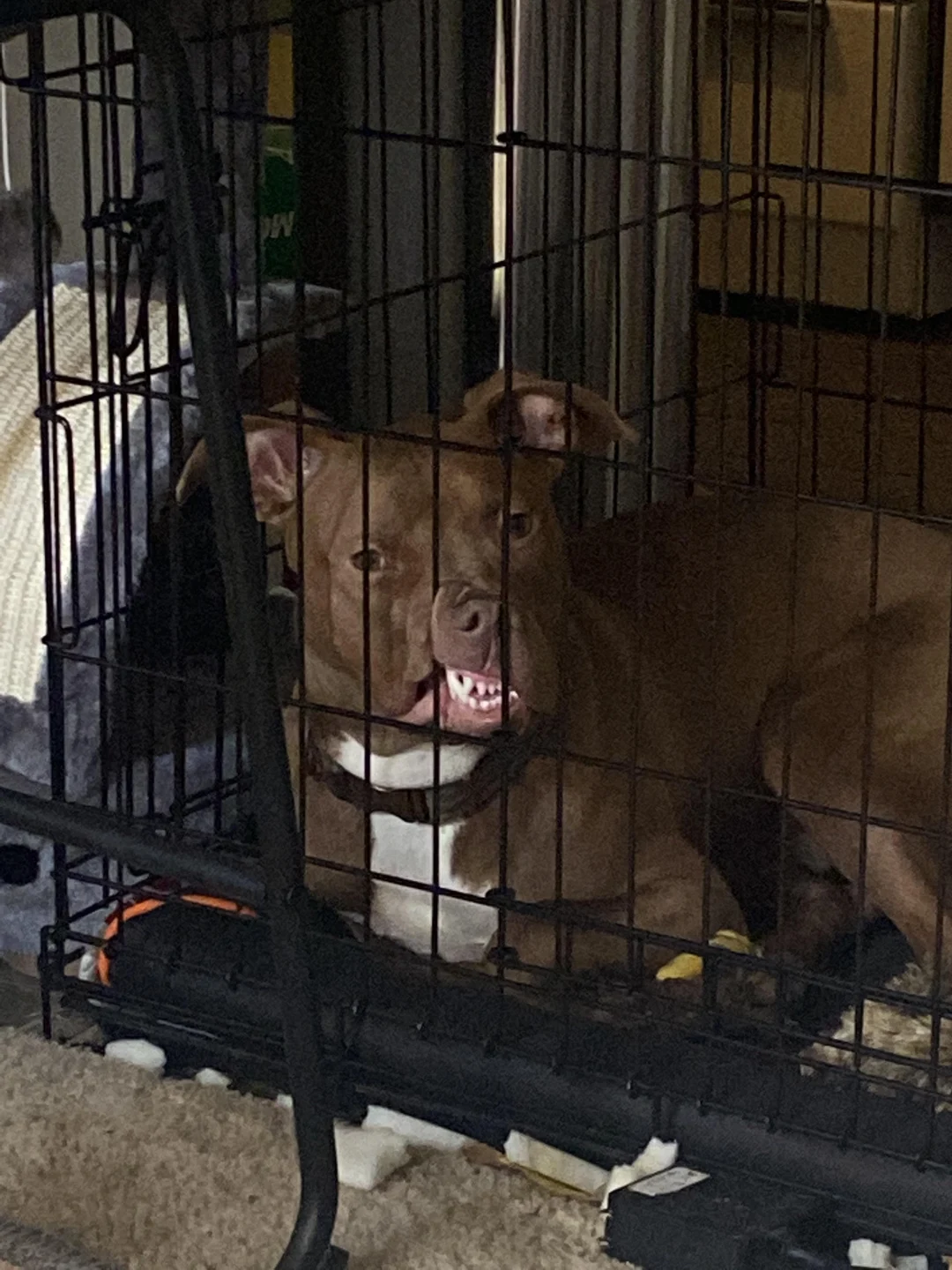 my dog lays in his crate like this all the time… why | Scrolller