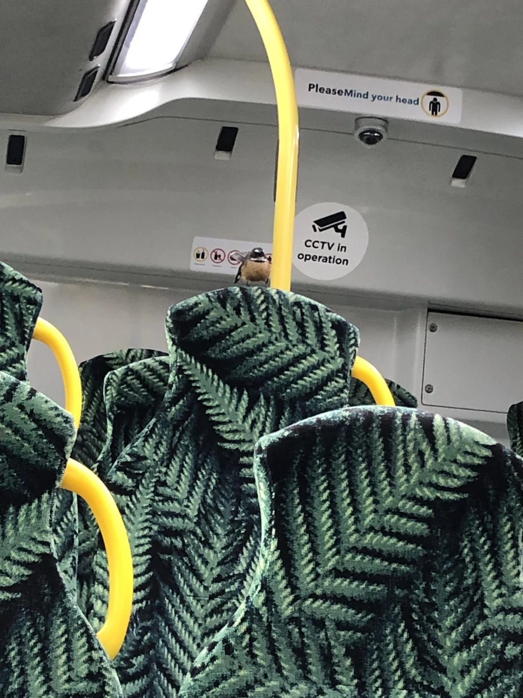 Average fare evader | Scrolller