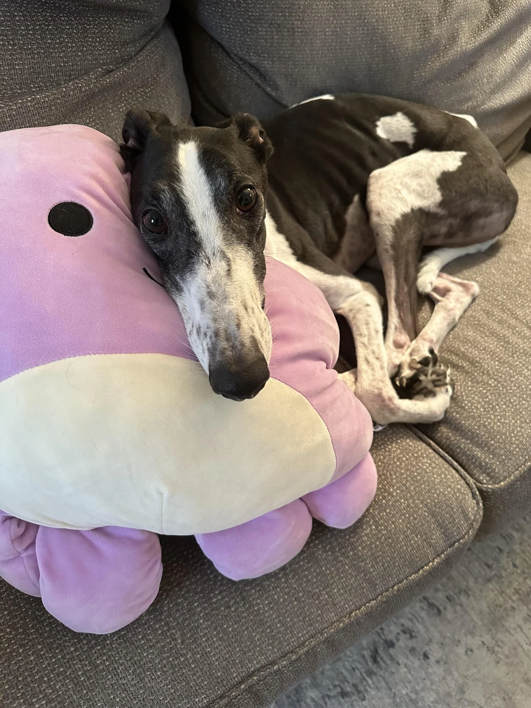 Atticus loves squishmallows | Scrolller