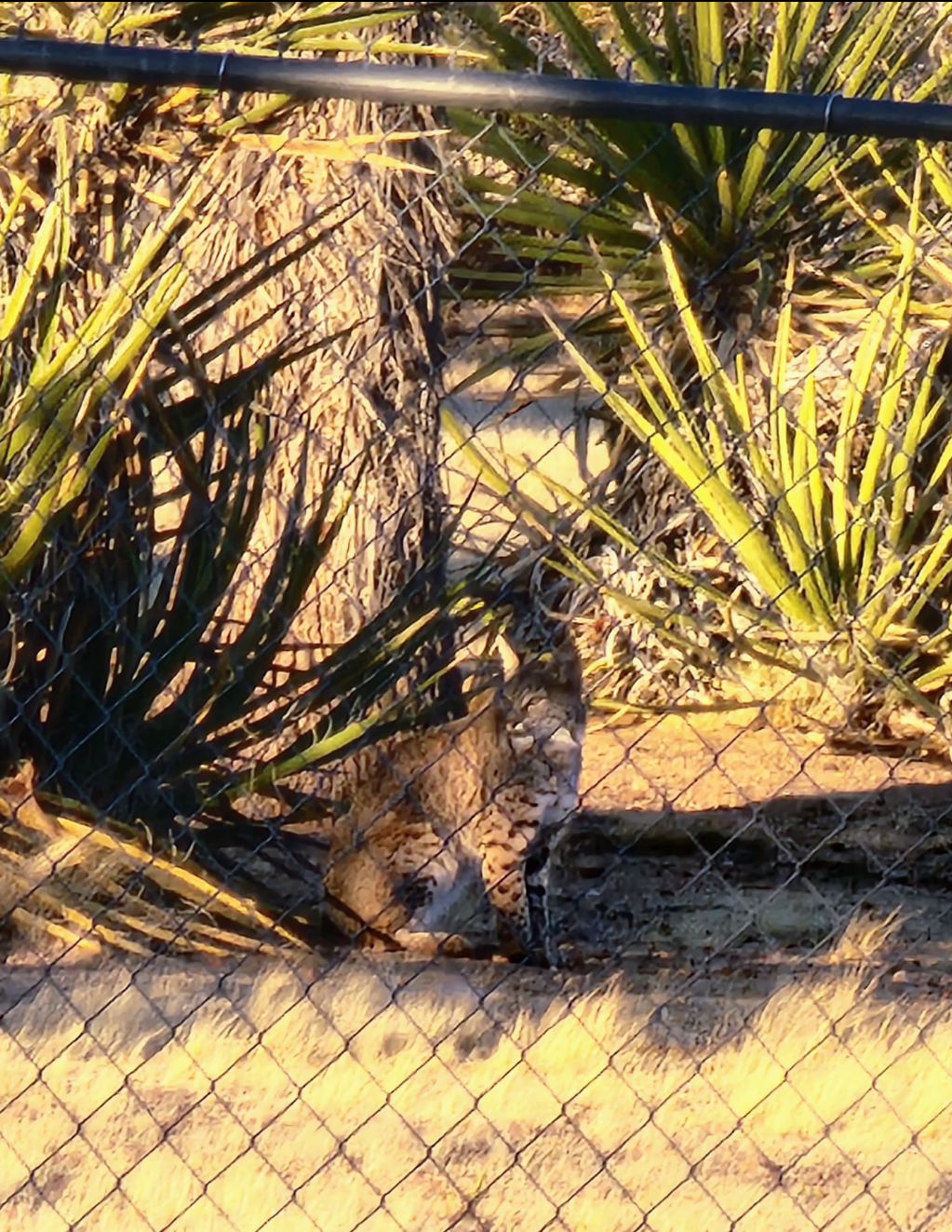 Backyard Bobcat | Scrolller