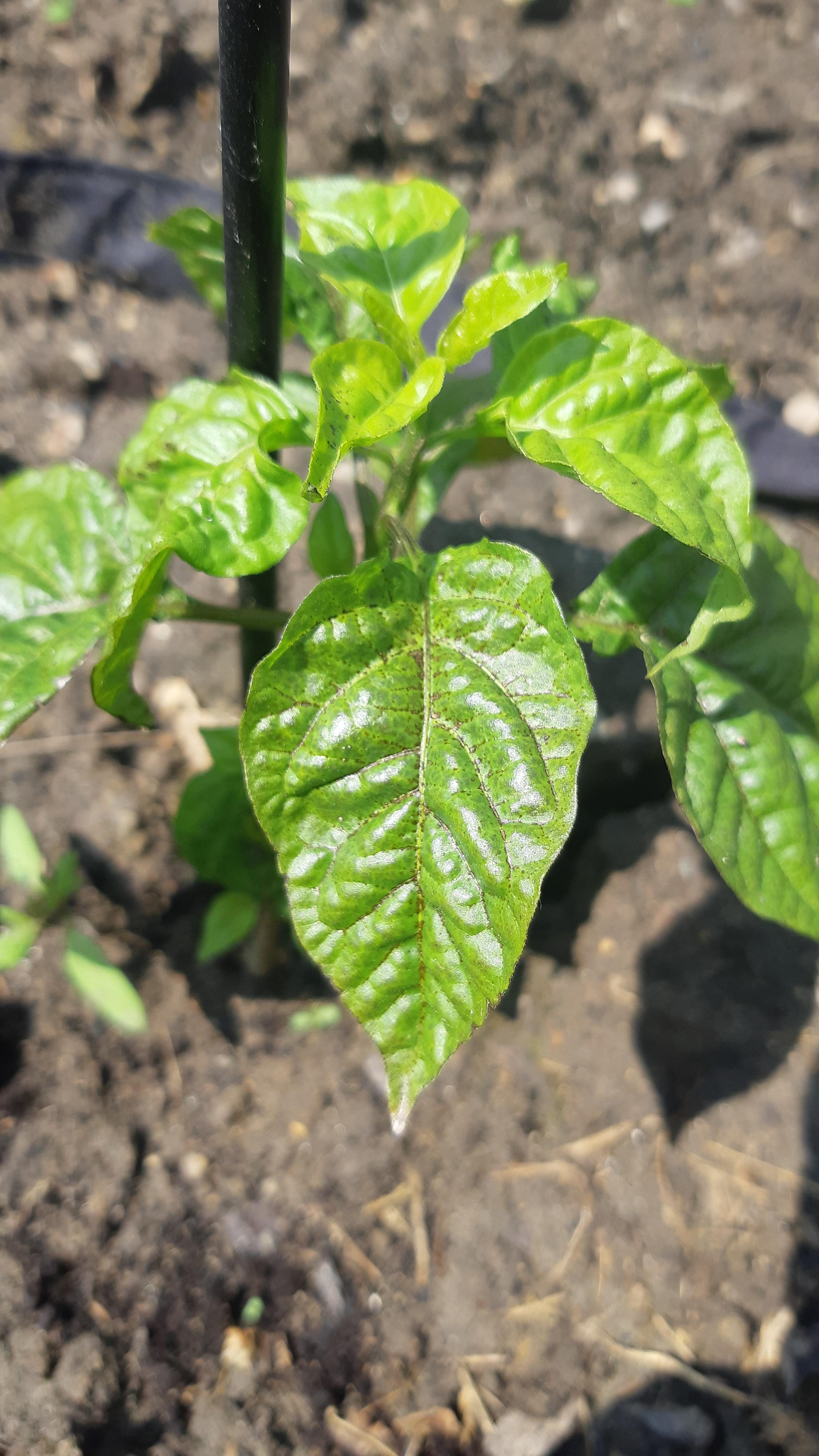 Discover more like Peppergeek: Bacterial? Help! and Related Content | Scrolller