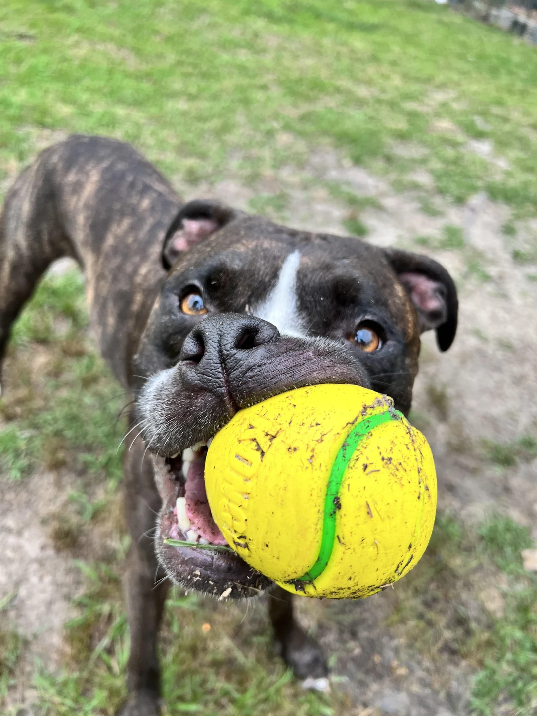 Zevon gets a little too excited playing fetch 🤣 | Scrolller