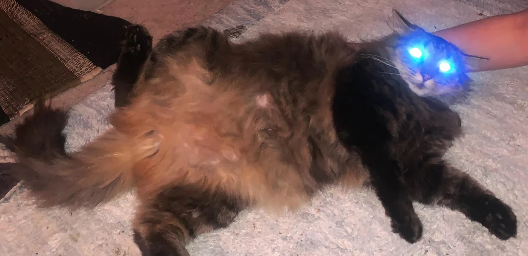 floof beams.... ACTIVATE!!! | Scrolller